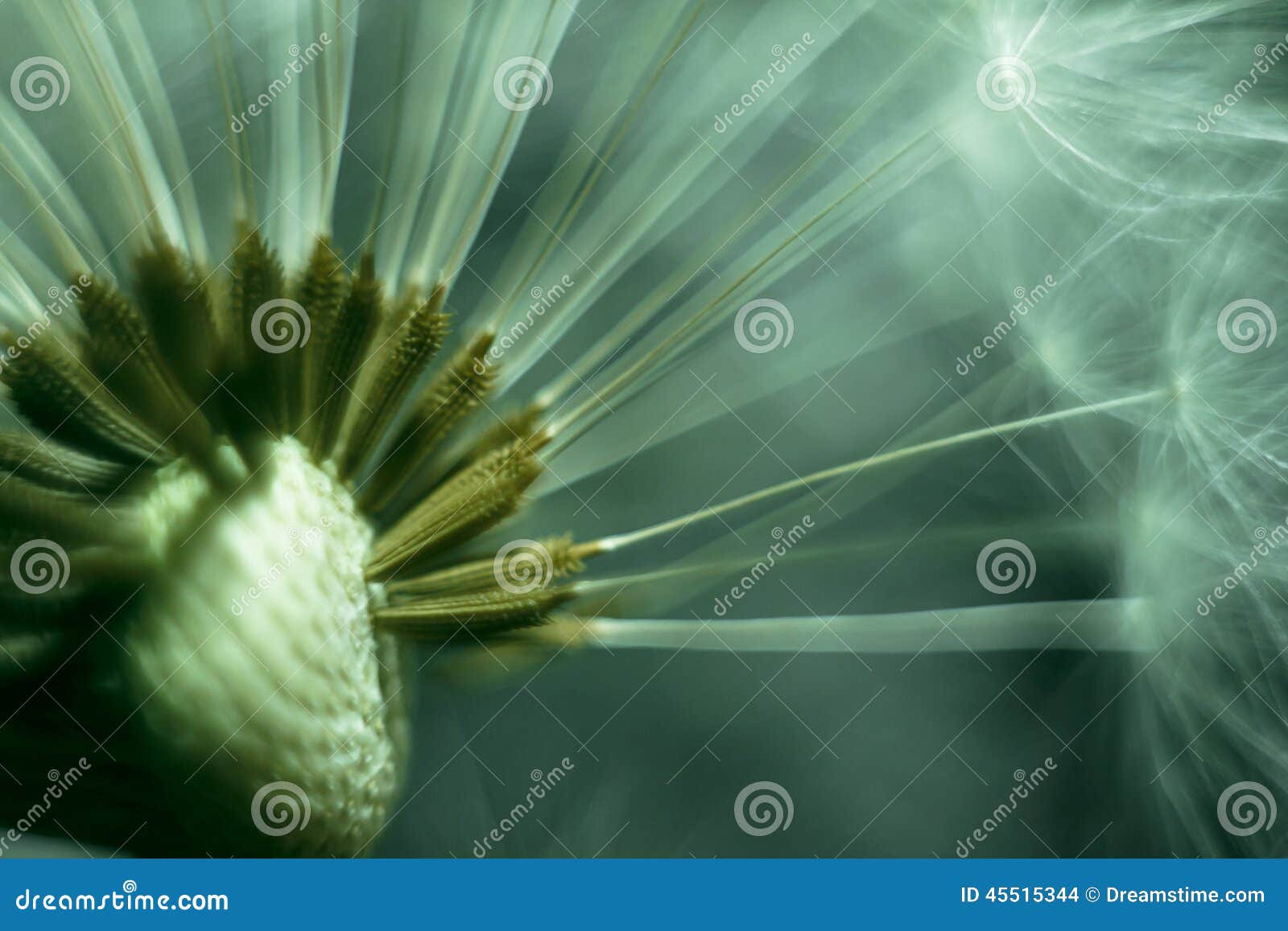 Macro shoot of dandelion stock photo. Image of like, black - 45515344