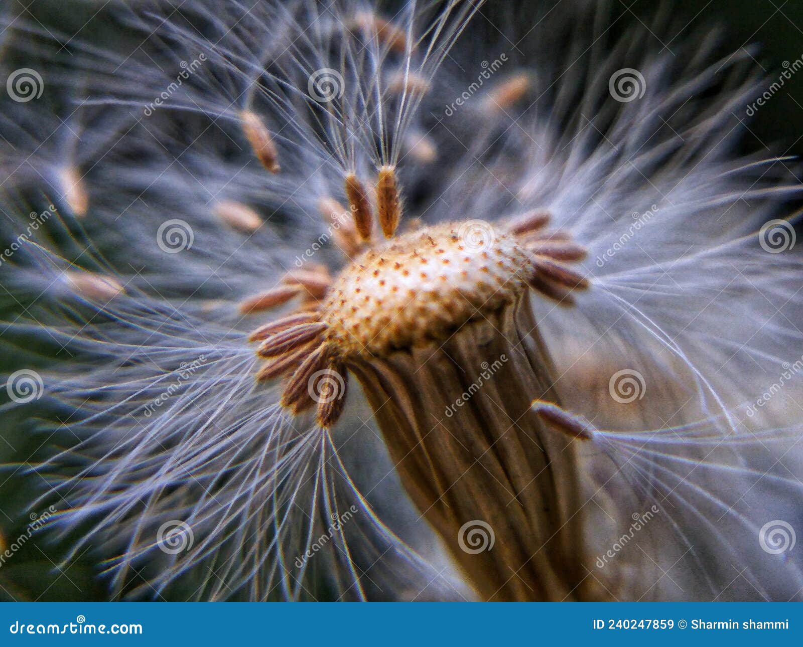 Macro Shoot of Dandelion Flower Stock Image - Image of tree, leaf ...