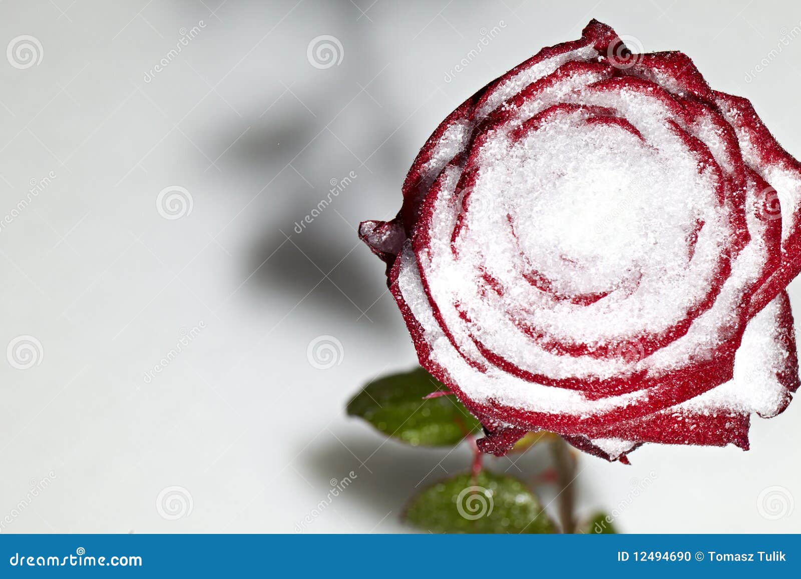 Macro Shoot of a Frozen Red Rose in Snow Stock Photo - Image of cold ...