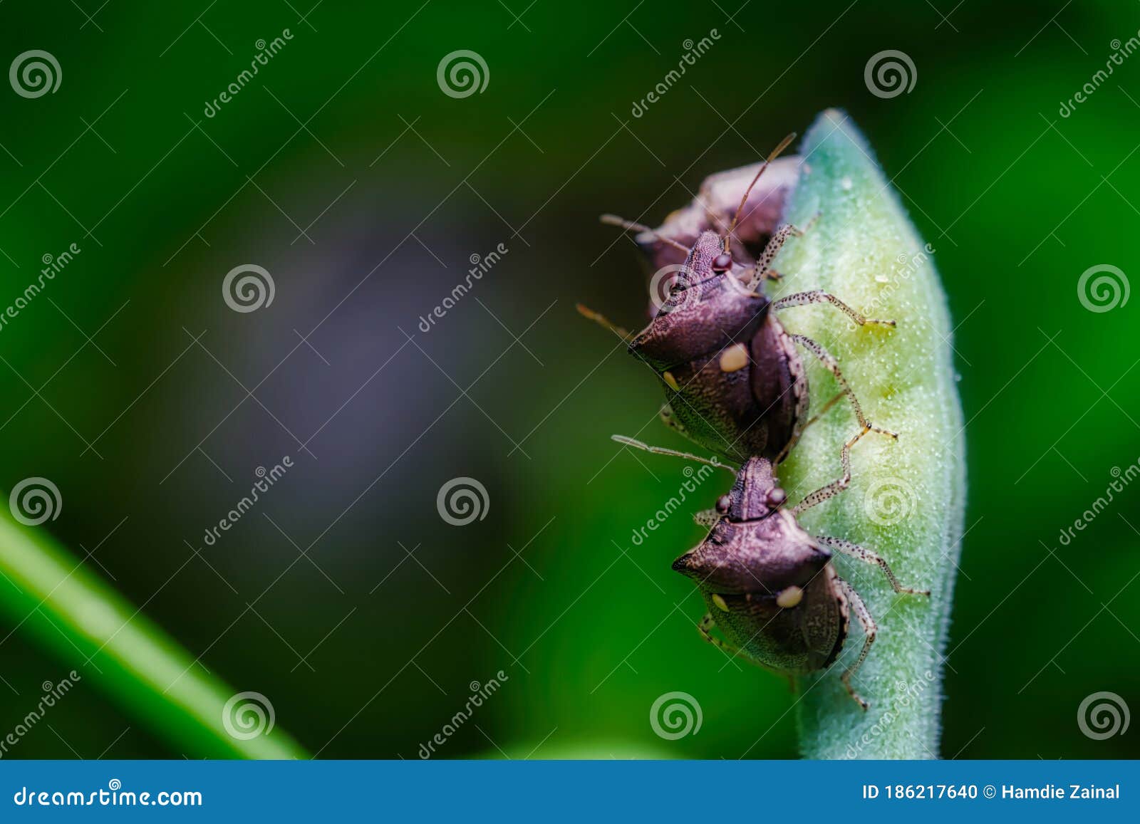 The bettle at the branch stock photo. Image of java - 186217640