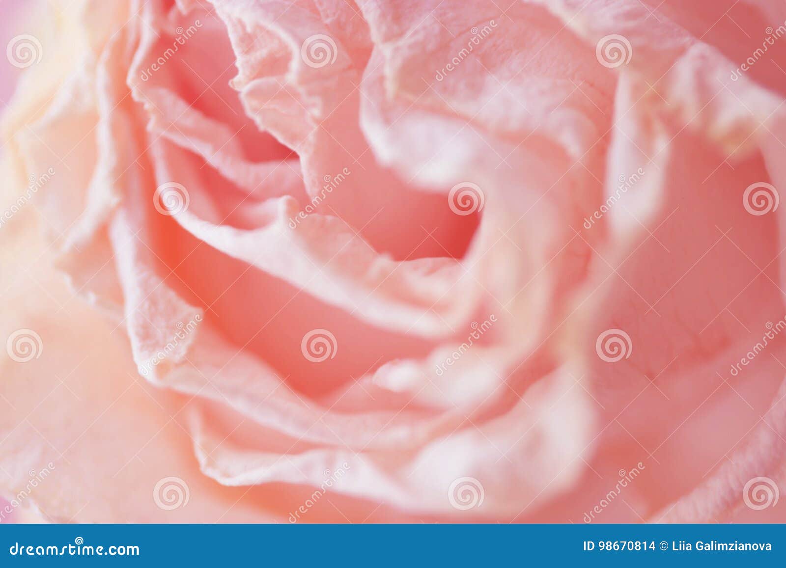 Macro shoot of pink rose stock photo. Image of macro - 98670814