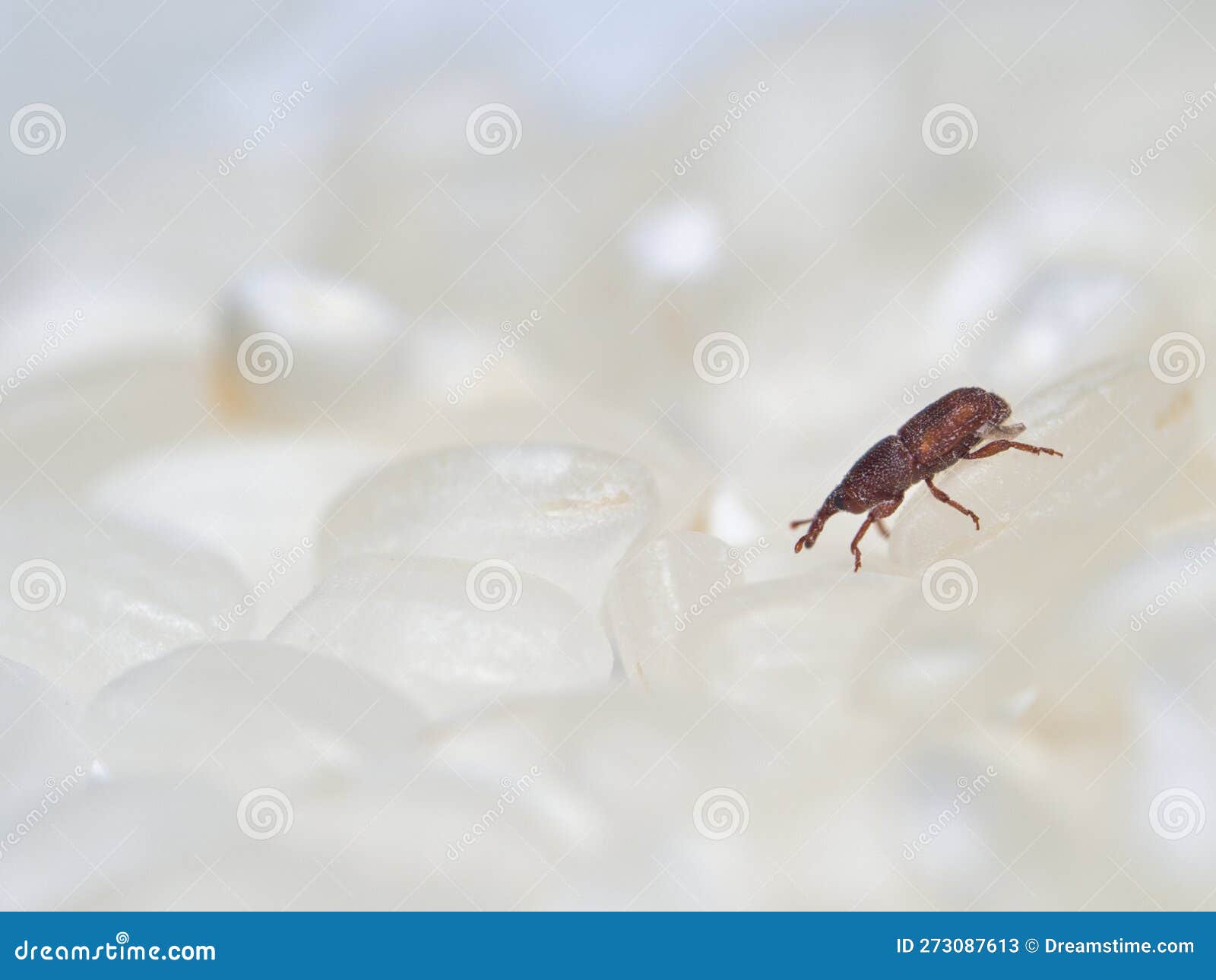 Macro Shoot of a Rice Weevil Stock Image - Image of food, brown: 273087613