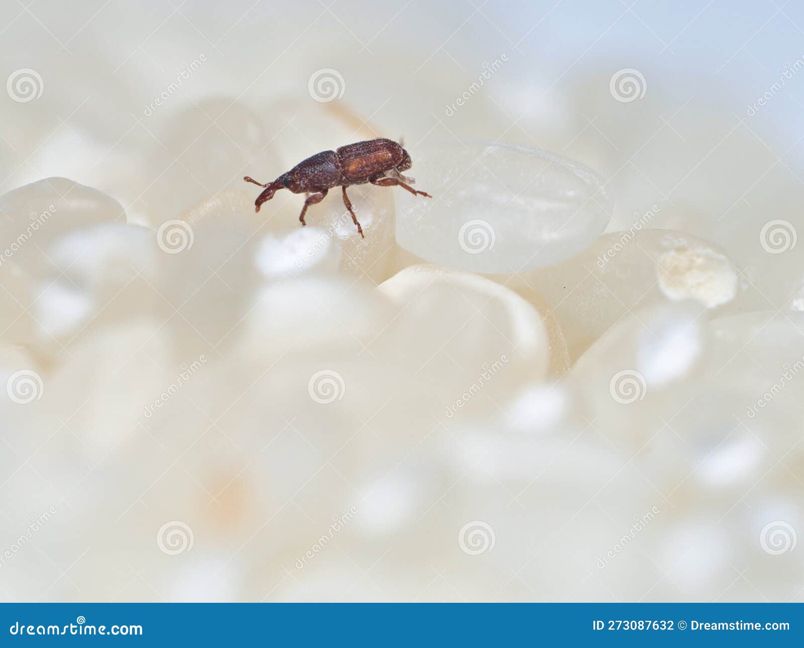 Macro Shoot of a Rice Weevil Stock Photo - Image of problem, pest ...
