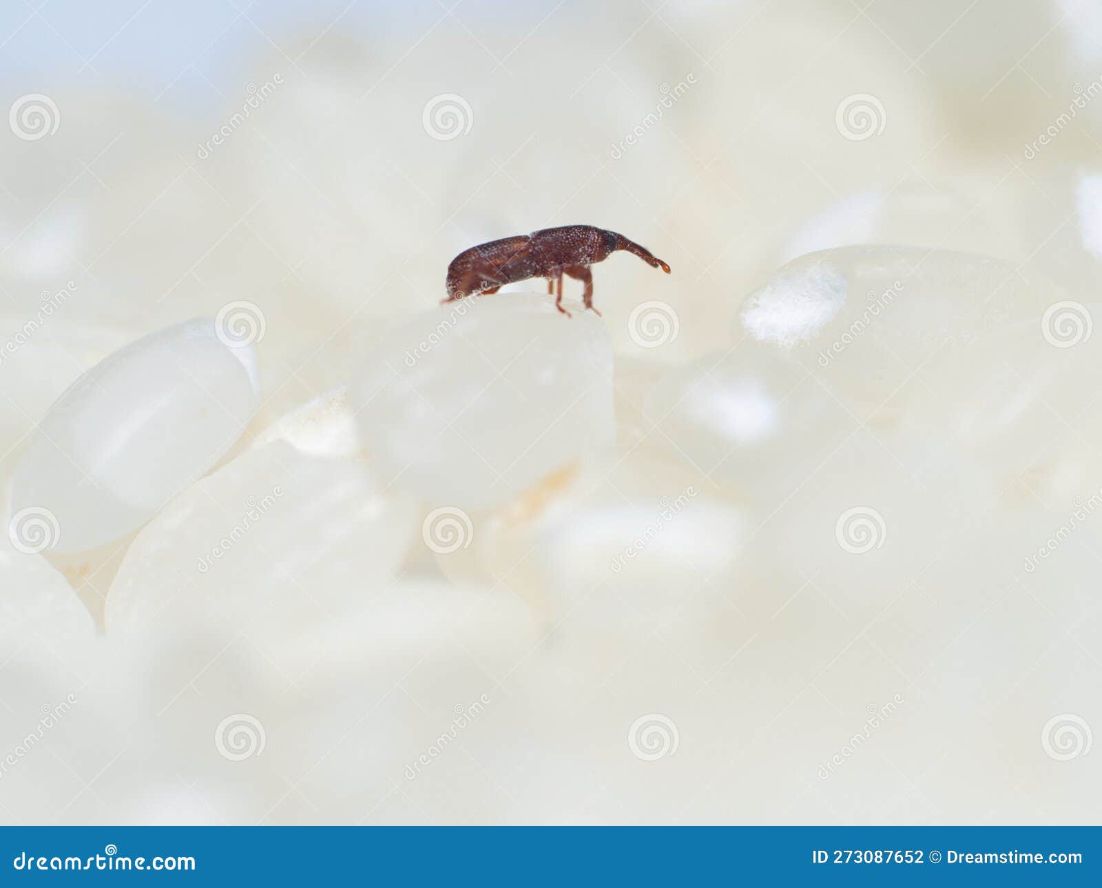 Macro Shoot of a Rice Weevil Stock Photo - Image of food, plant: 273087652