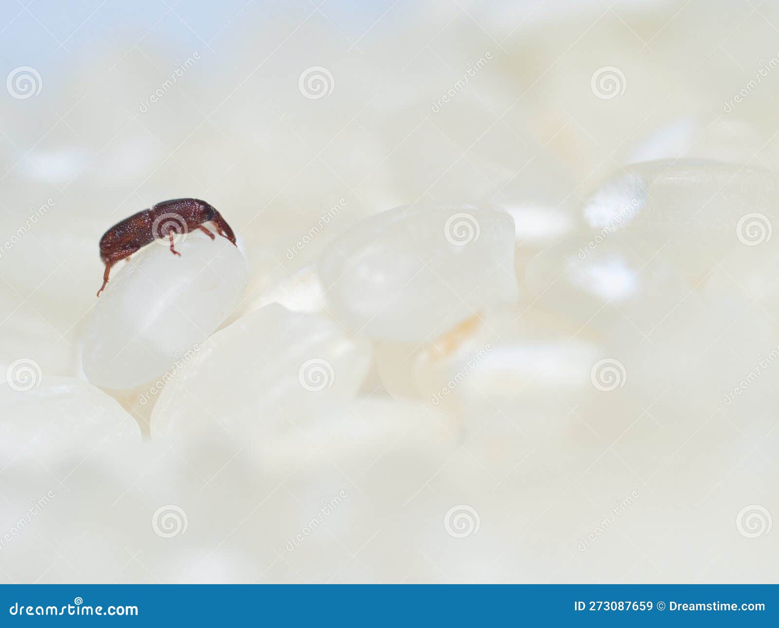 The Rice Weevil Sitophilus Oryzae A Stored Product Pest On Damaged ...