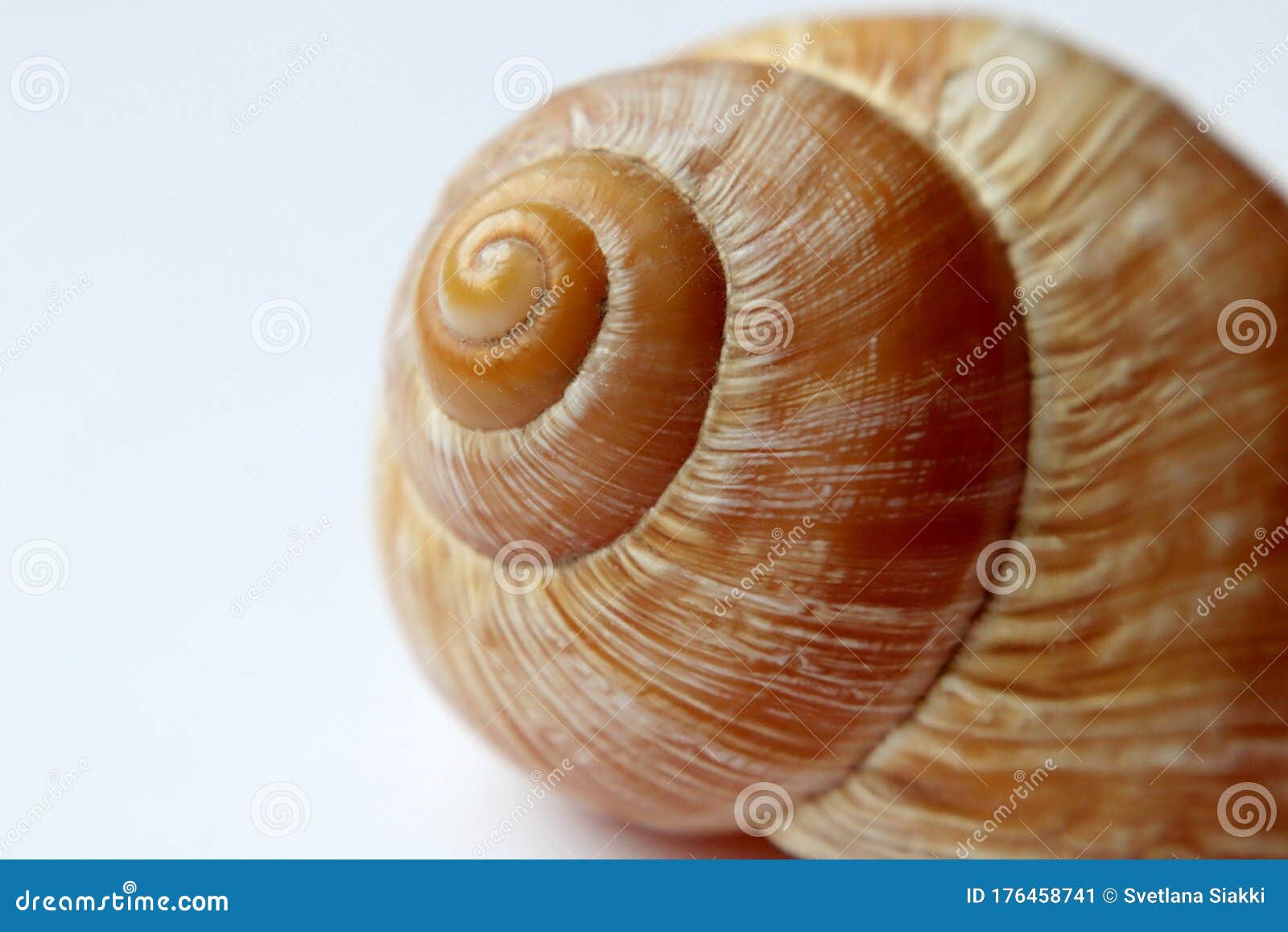 Macro shoot of shell stock image. Image of shoot, macro - 176458741