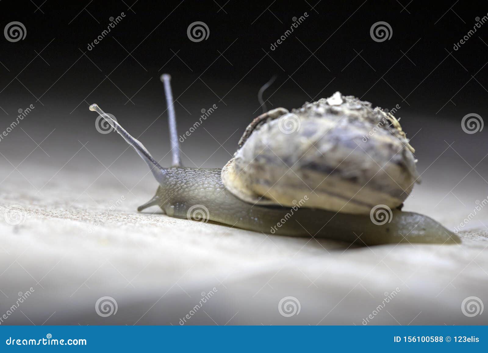 Beautiful Snail Close Up View Stock Photo - Image of edible, slug ...