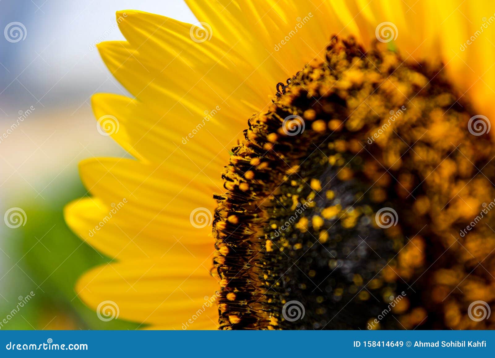 Macro Shoot of Sun Flower Showing Pollen Pistil Stock Image - Image of ...