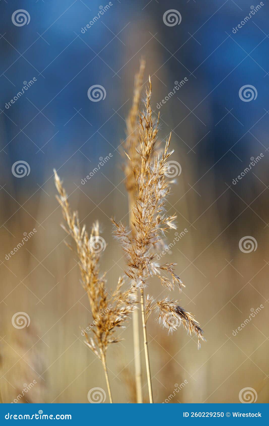 Shot of Wheat Grain in a Bokeh Background Stock Photo - Image of ...