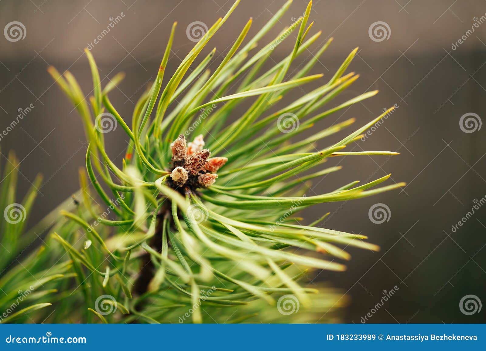 Macro Shooting of Conifers, the Emergence of New Cones, Flowering ...