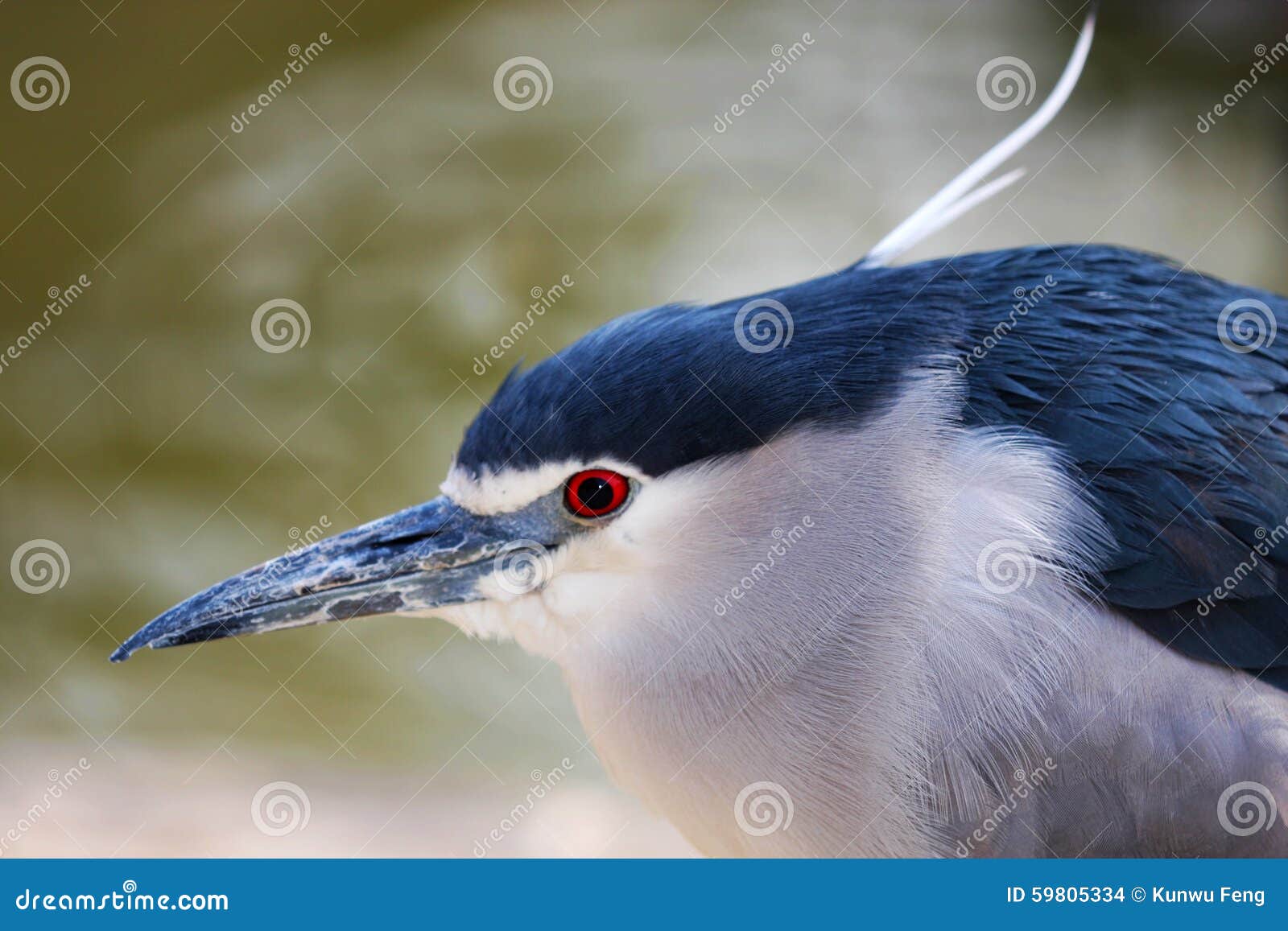 Macro Shooting Still Blue Bird Stock Photo - Image of macro, nature ...