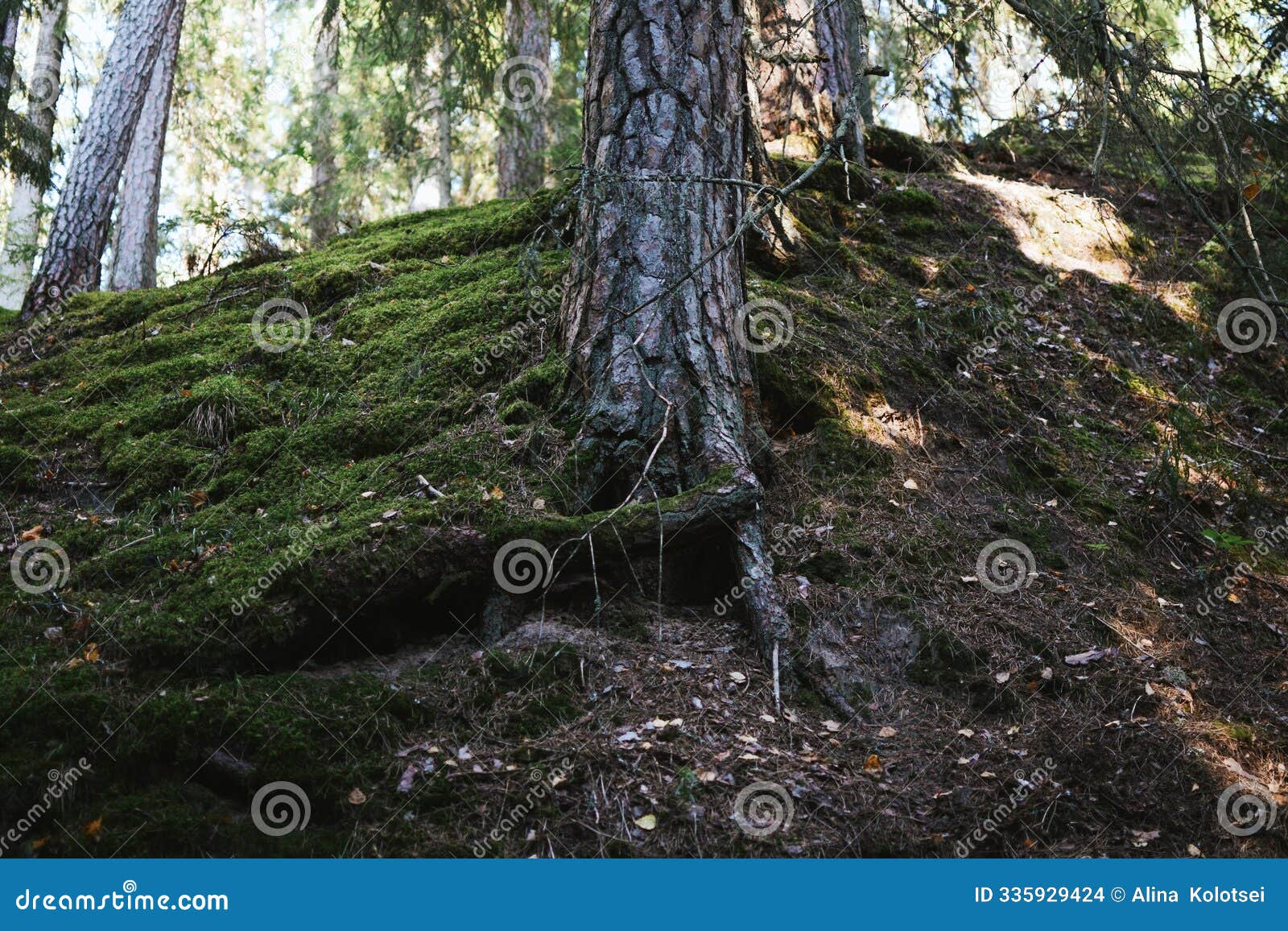 Macro Shooting of Tree Roots from Underground in Estonian Forest Stock ...