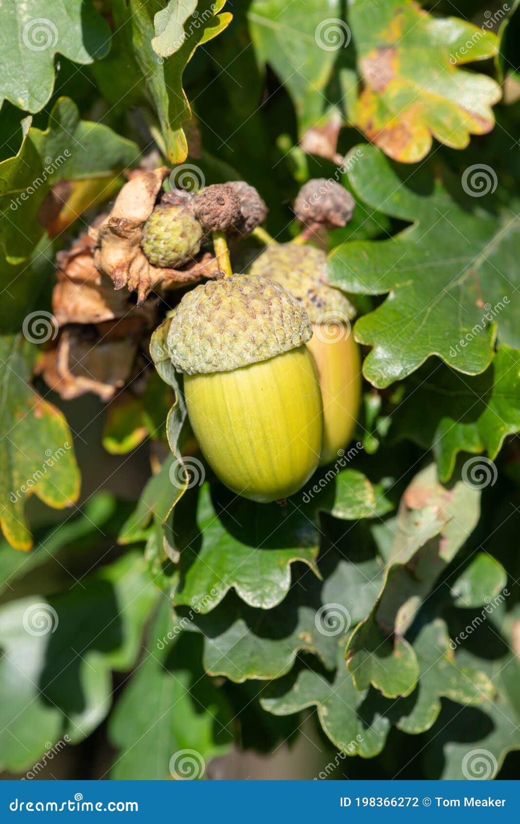 Acorns on an oak tree stock photo. Image of plant, nature - 198366272