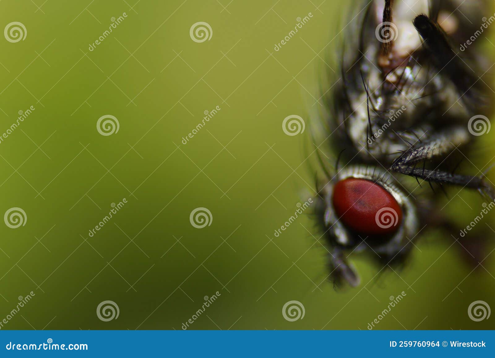 Macro Shot of Adia Cinerella, a Species of Fly in the Genus Adia. Stock ...