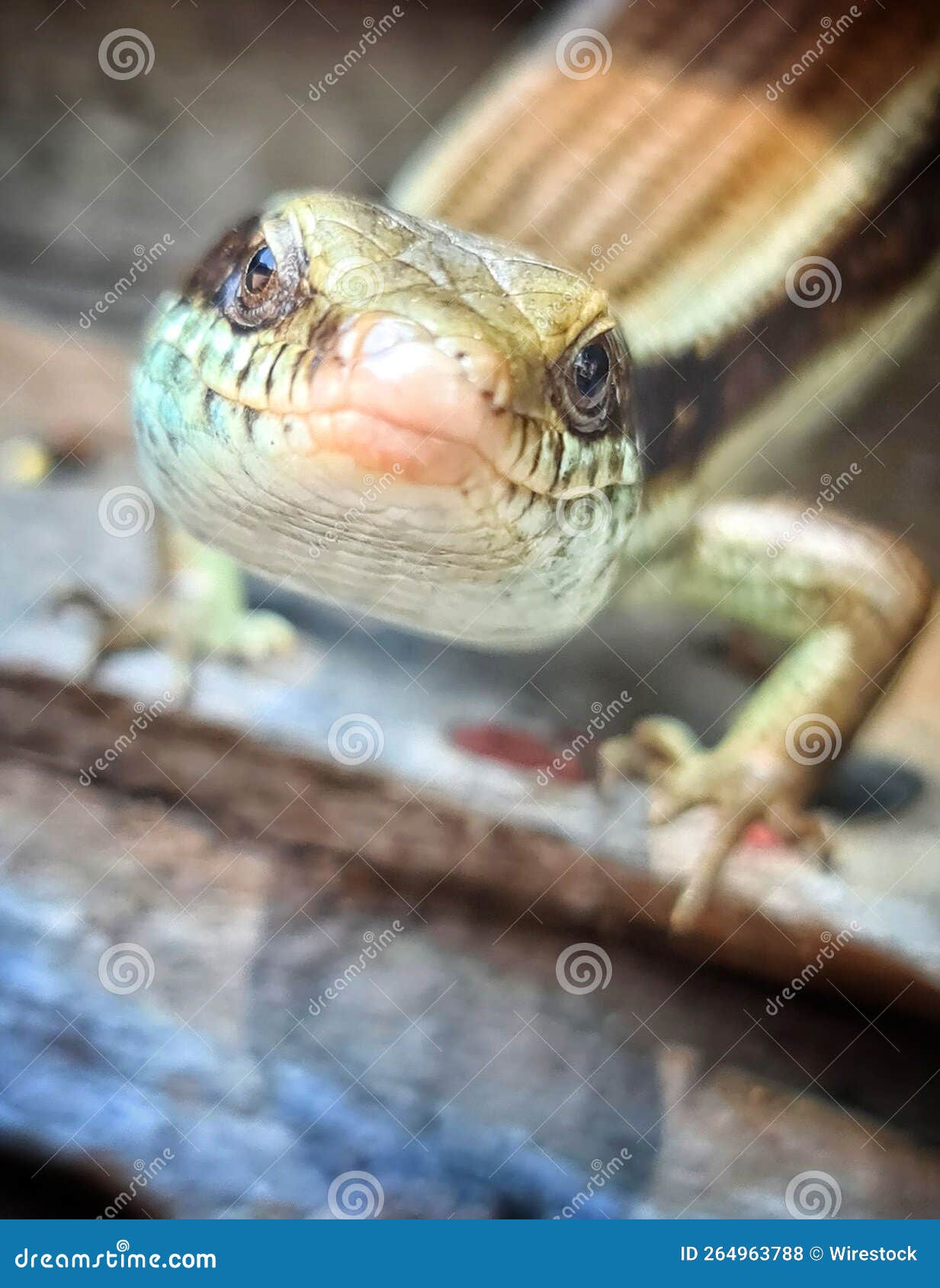 Macro Shot of Alligator Lizard Head Detail Looking at the Camera Stock ...