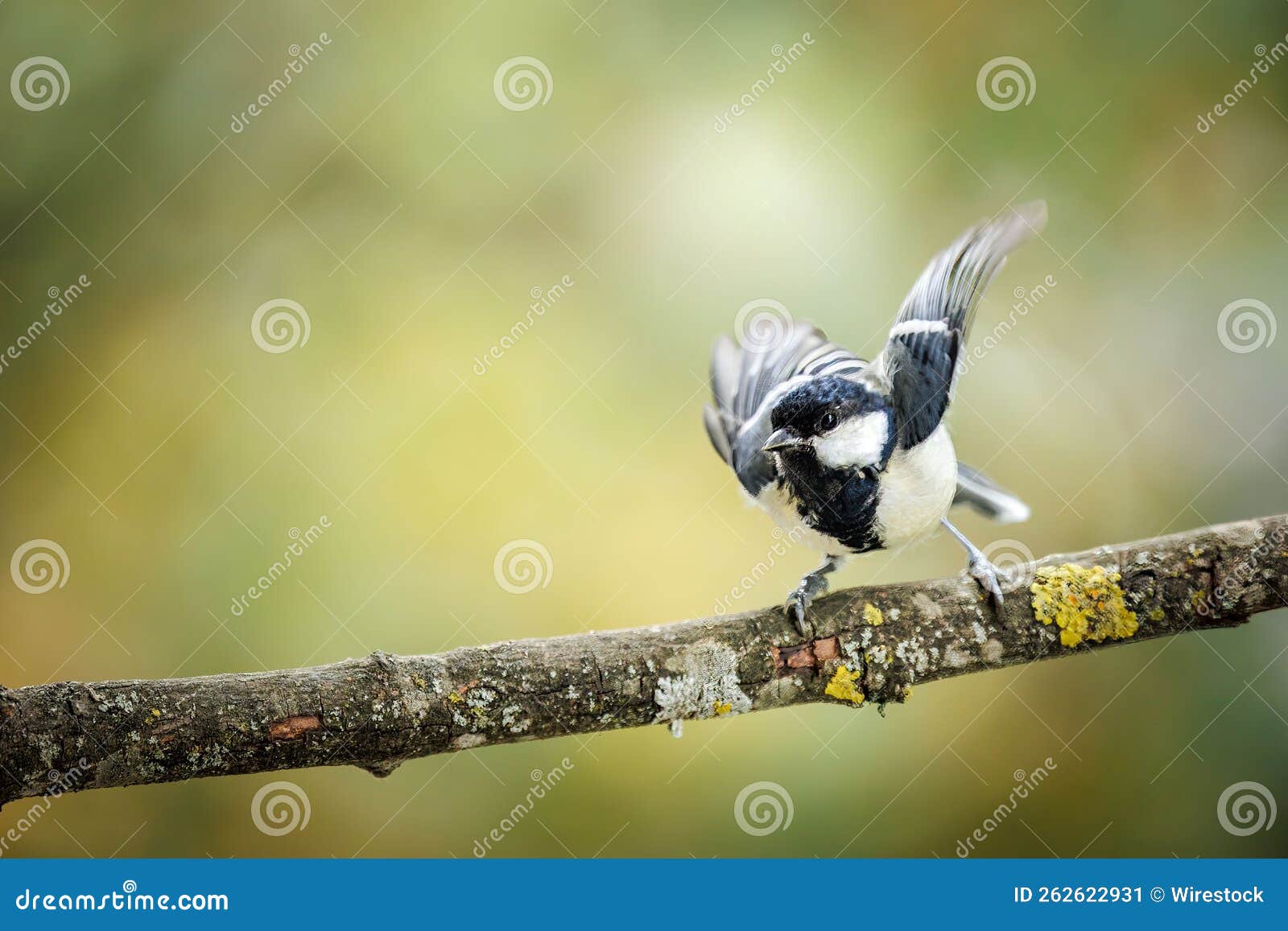 Macro Shot of an Angry Black-capped Chickadee Perching on the Branch ...