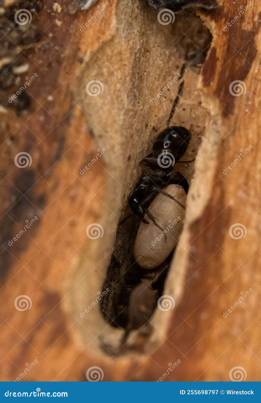 Macro Shot of an Ant on Its Egg Inside Incision Stock Image - Image of ...