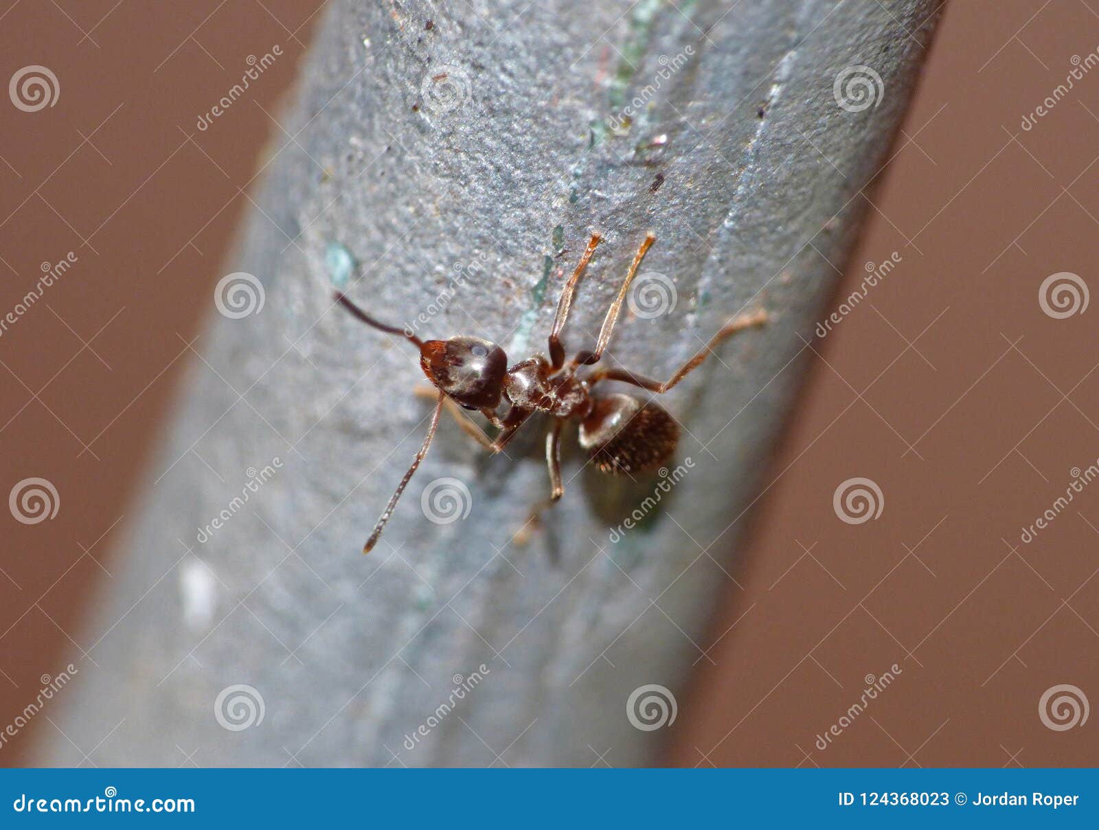 Ant - Macro Shot stock image. Image of brown, front - 124368023