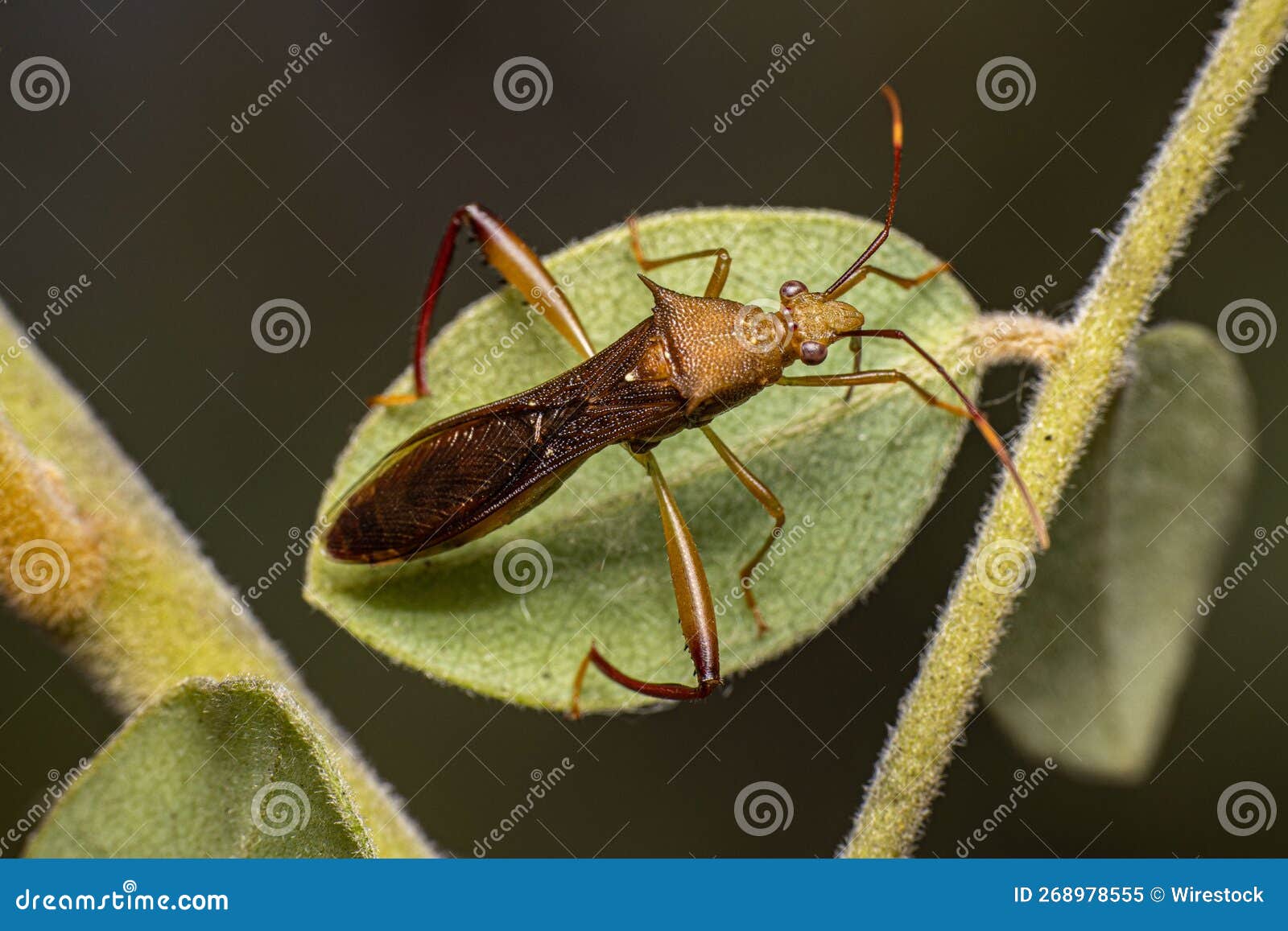 Macro Shot of the Assassin Beetle on a Leaf Stock Image - Image of ...