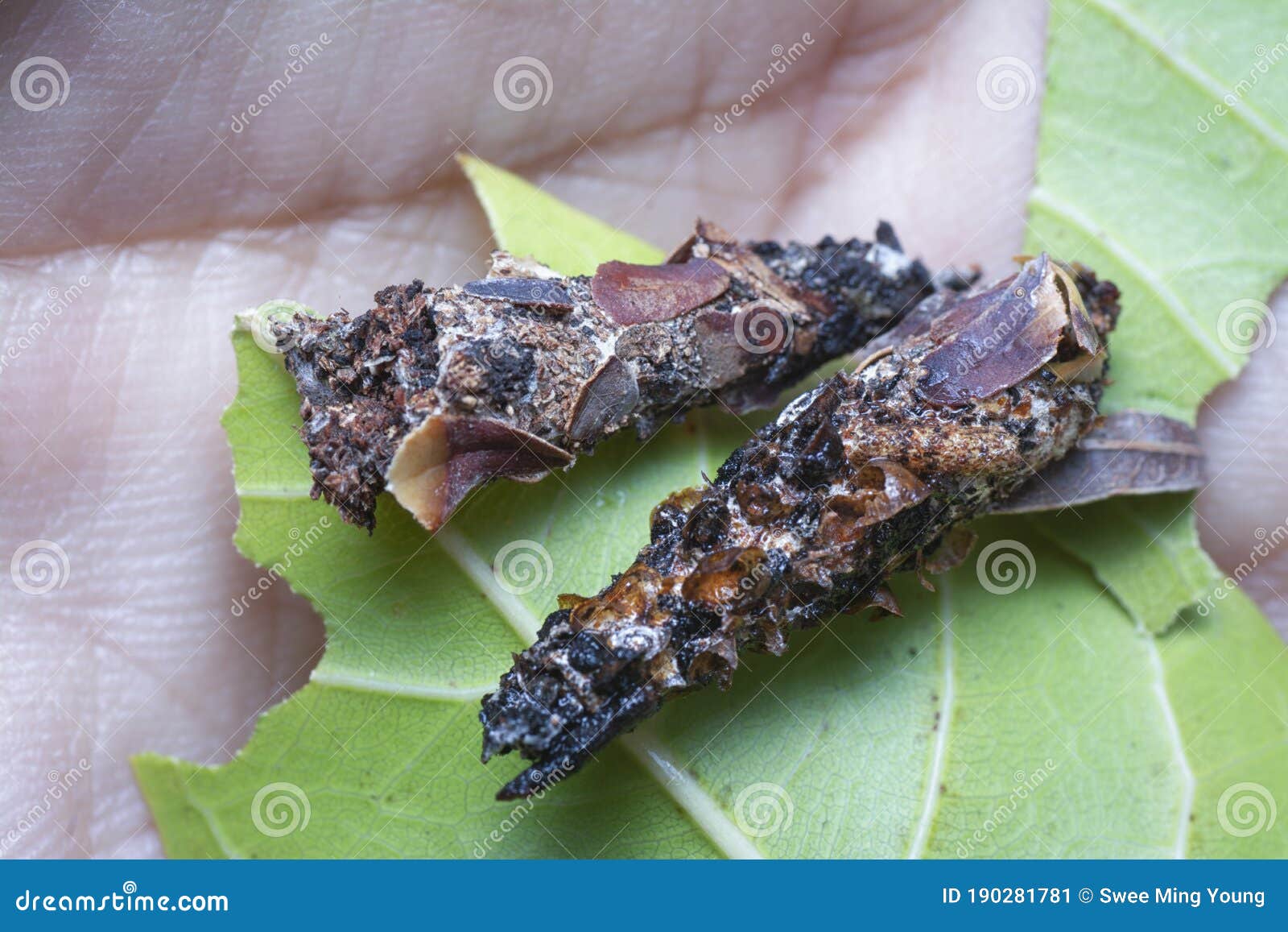 Macro Shot of the Bagworm Moth Larvae. Stock Image - Image of growth, fauna: 190281781