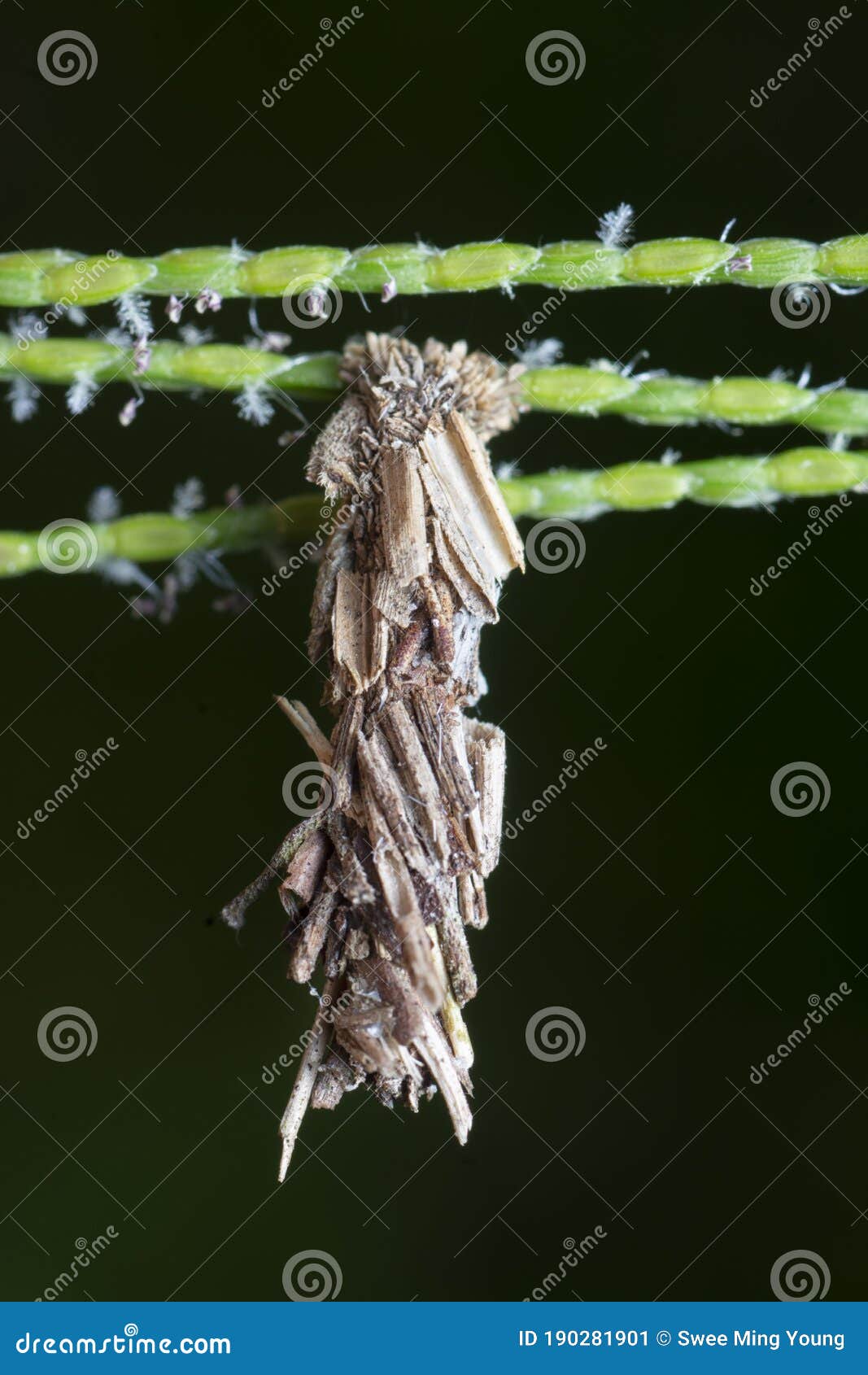 Cocoon Made Of Twigs