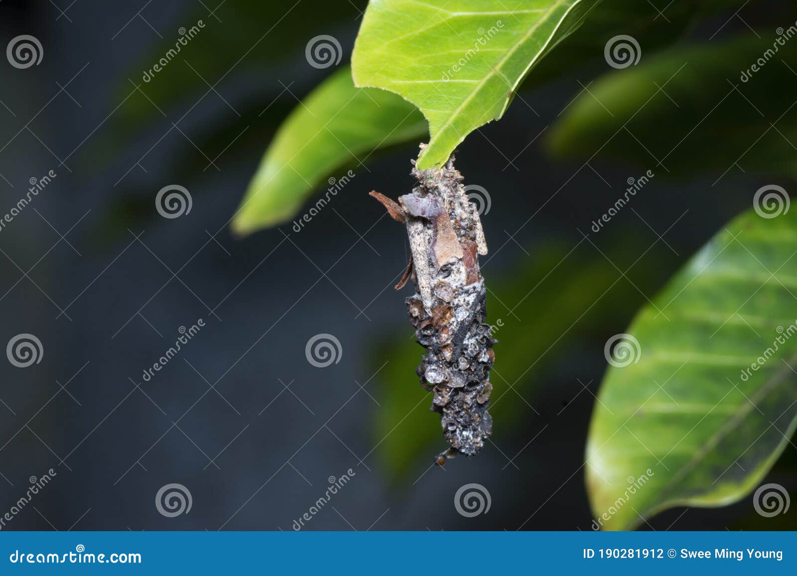 Bagworm Larvae In A Case Stock Photo | CartoonDealer.com #194061090