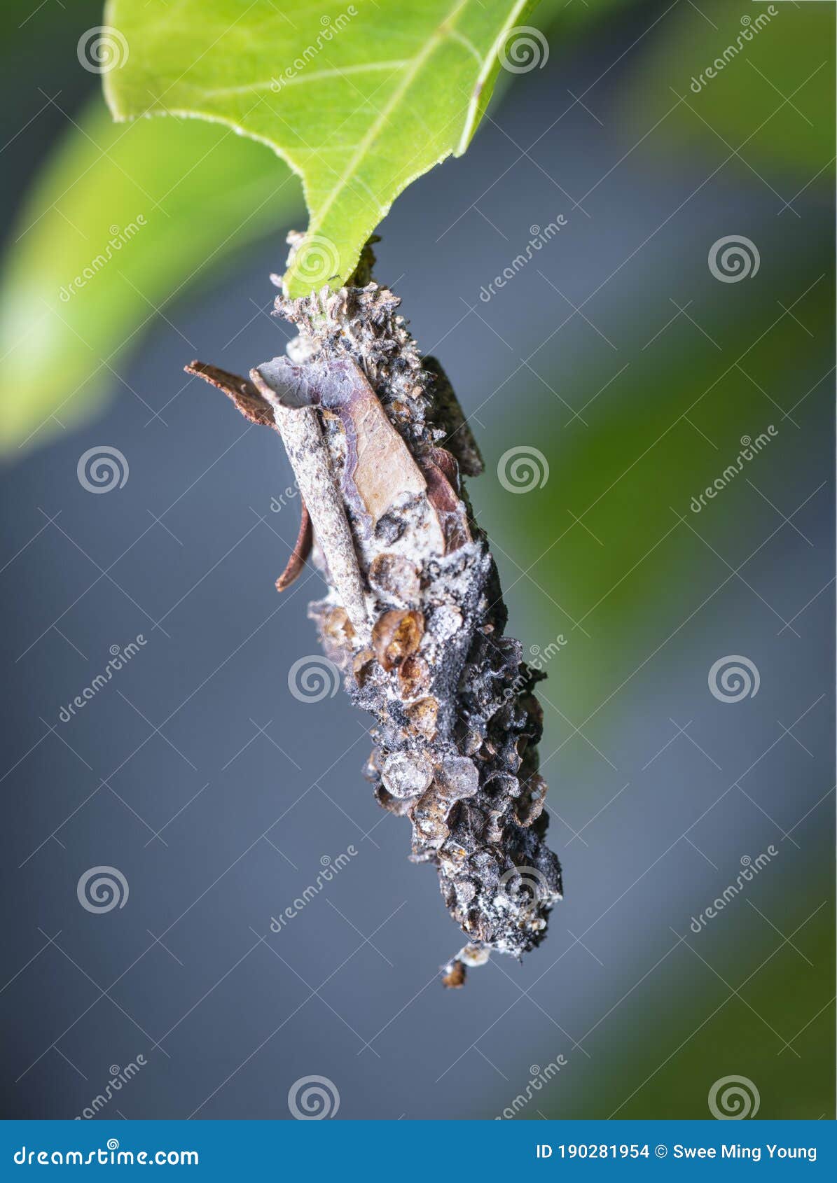 Cocoon Made Of Twigs