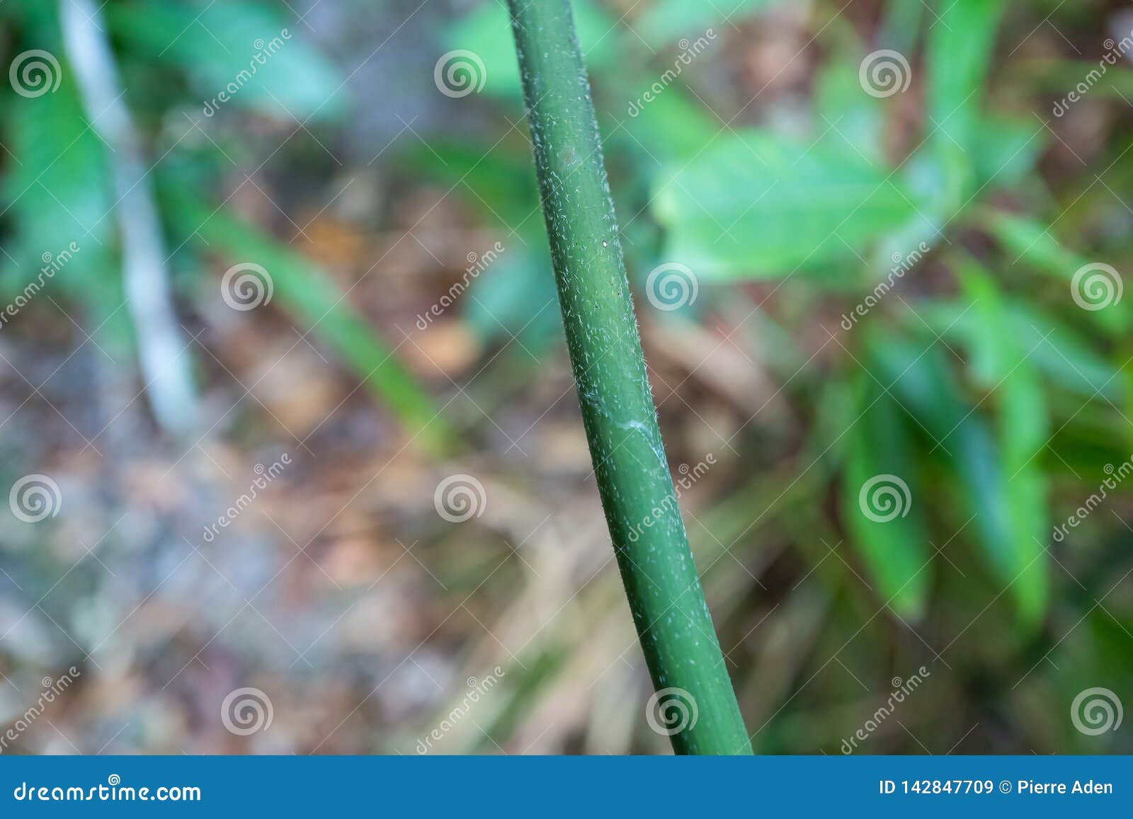 Macro Shot of Bamboo with Spikes in Langkawi Stock Image - Image of ...