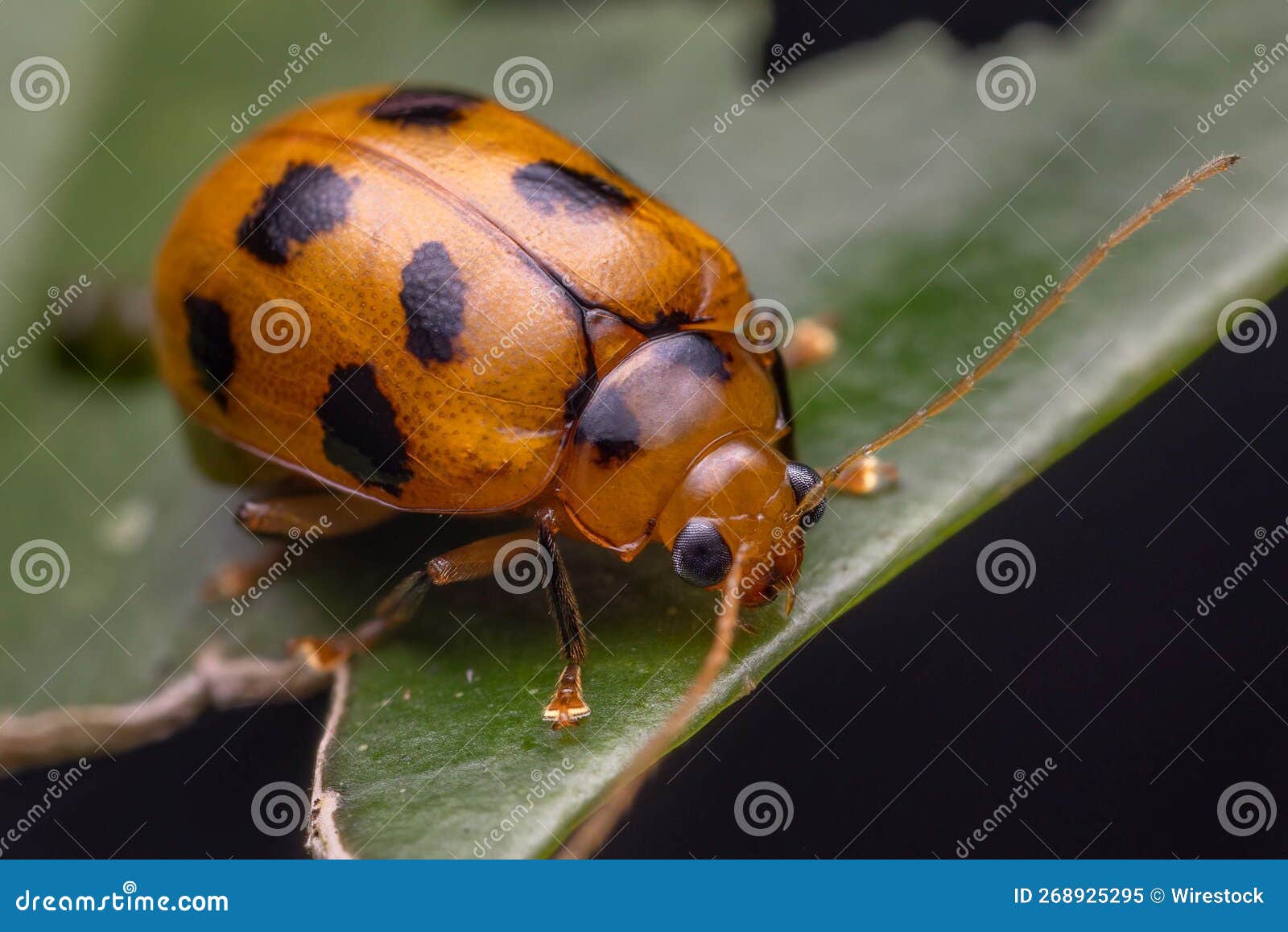 Macro Shot of a Bean Leaf Beetle on a Leaf Surface Stock Image - Image of close, macro: 268925295