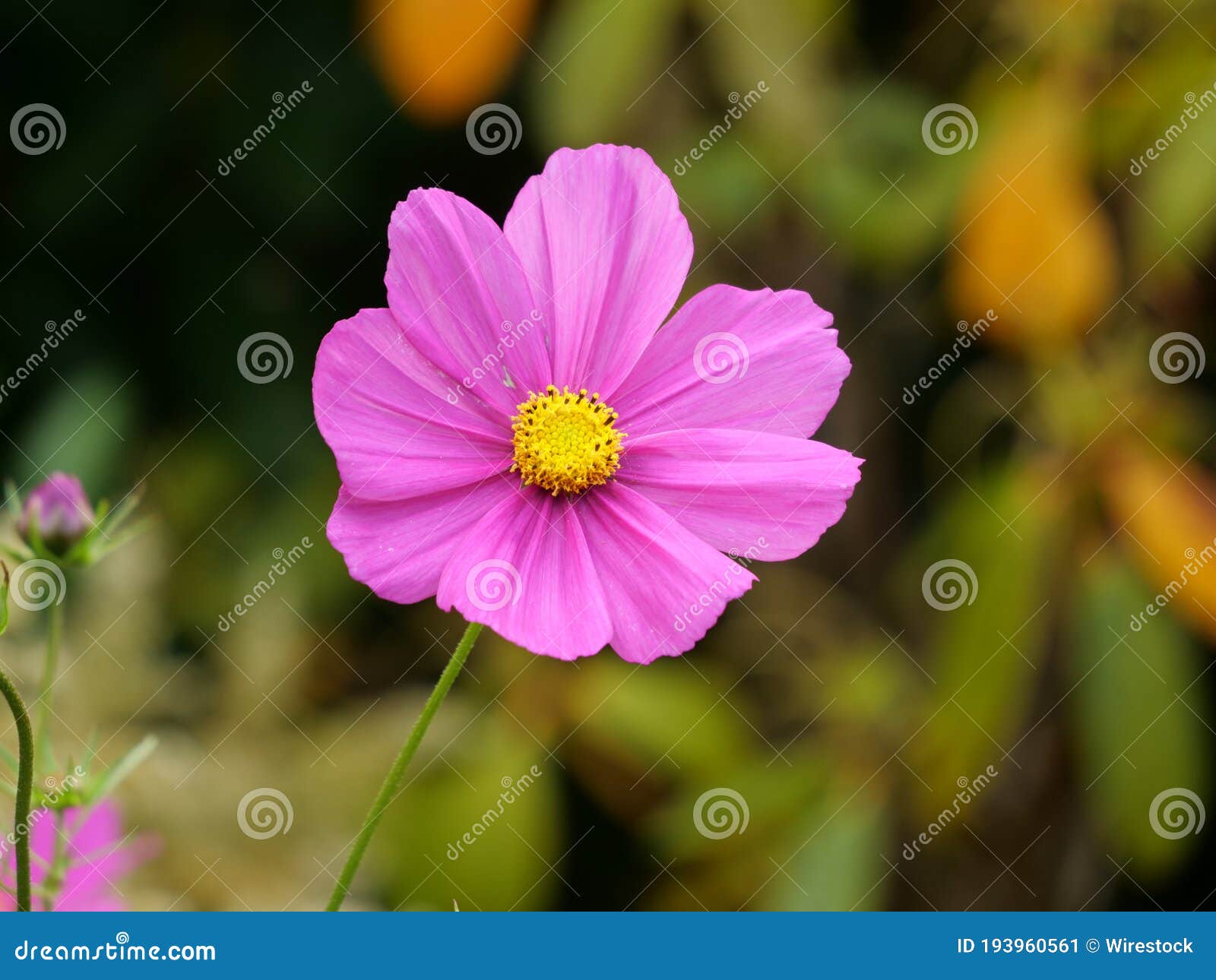 Macro Shot of a Beautiful Cosmos Bipinnatus Stock Image - Image of ...