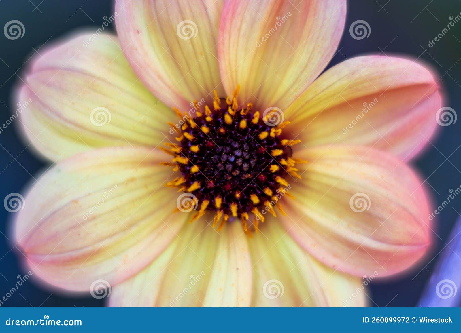 Macro Shot of a Beautiful Dahlia Moonfire Flower Stock Photo - Image of ...