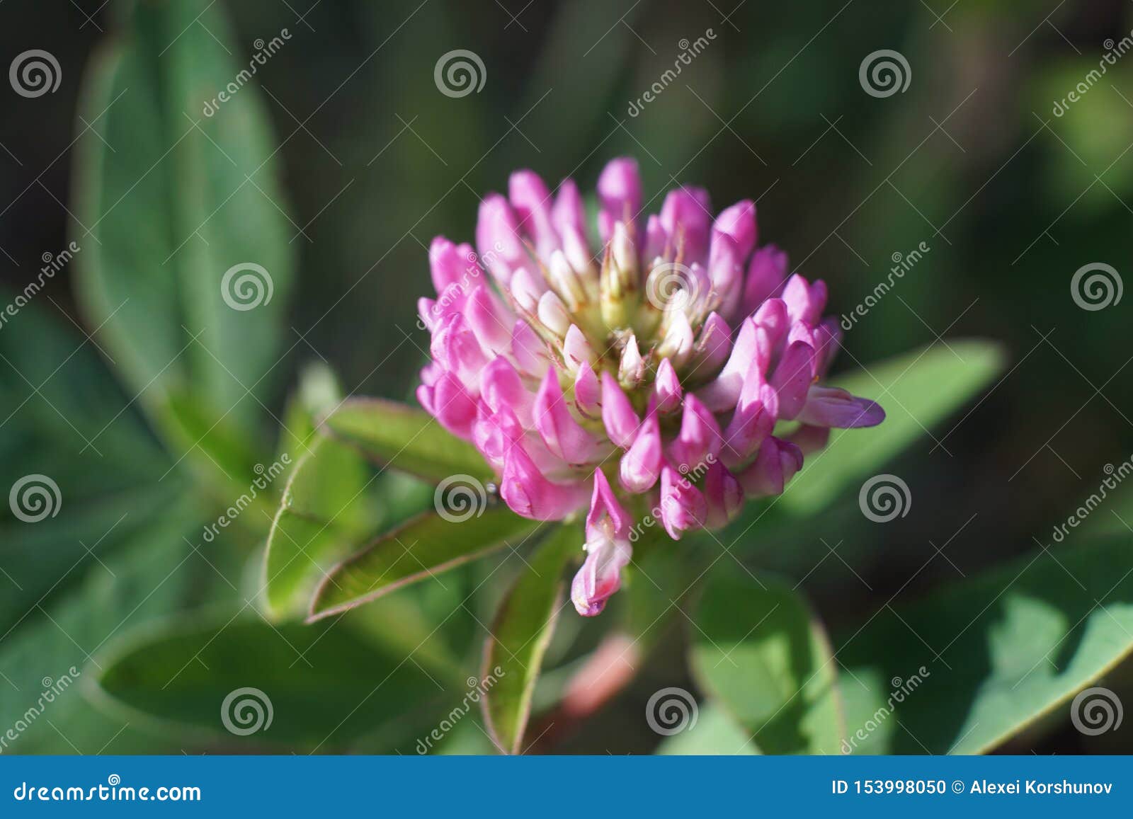 A Macro Shot of Beautiful Flowering Clover Stock Photo - Image of ...