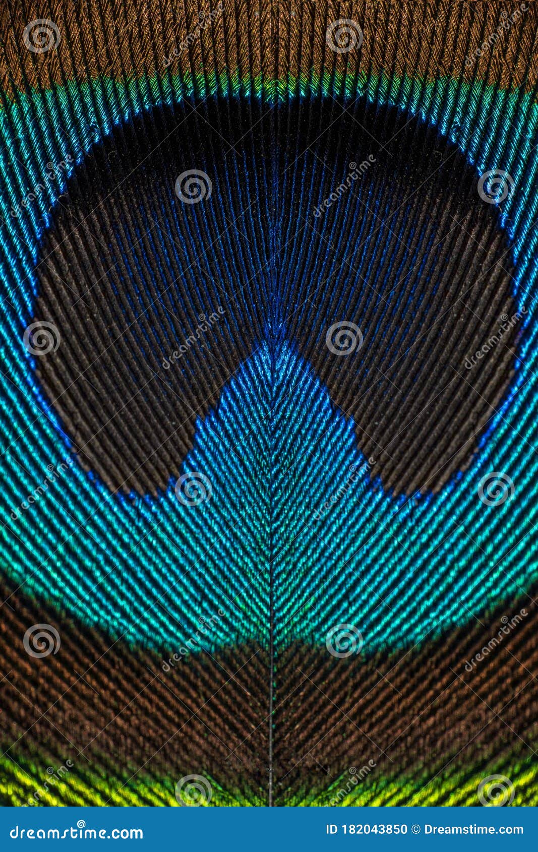 Macro Shot of Beautiful Peacock Feather Texture with Vibrant Colors ...