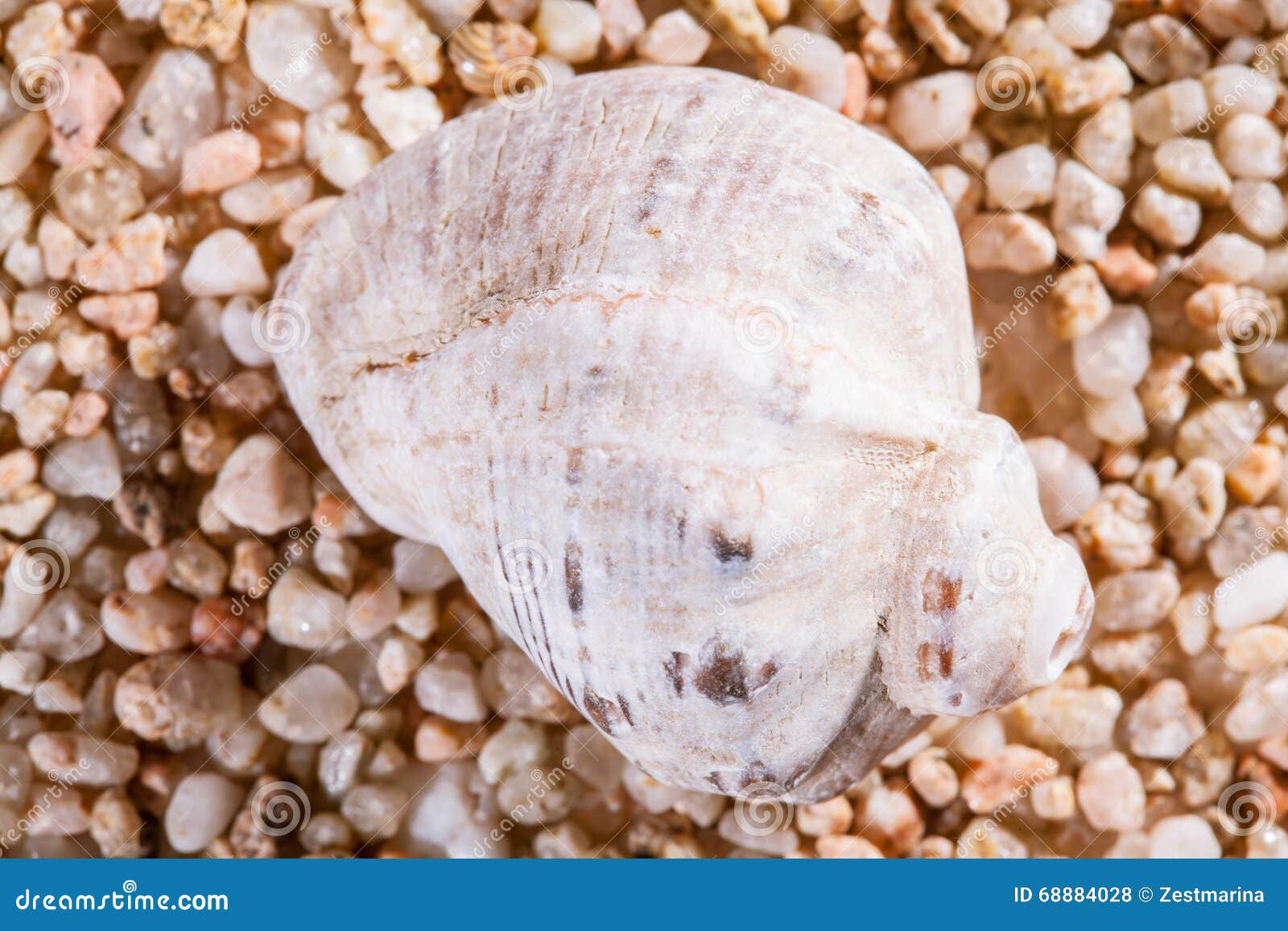 Macro Shot of Beautiful Seashell Stock Photo - Image of nature ...