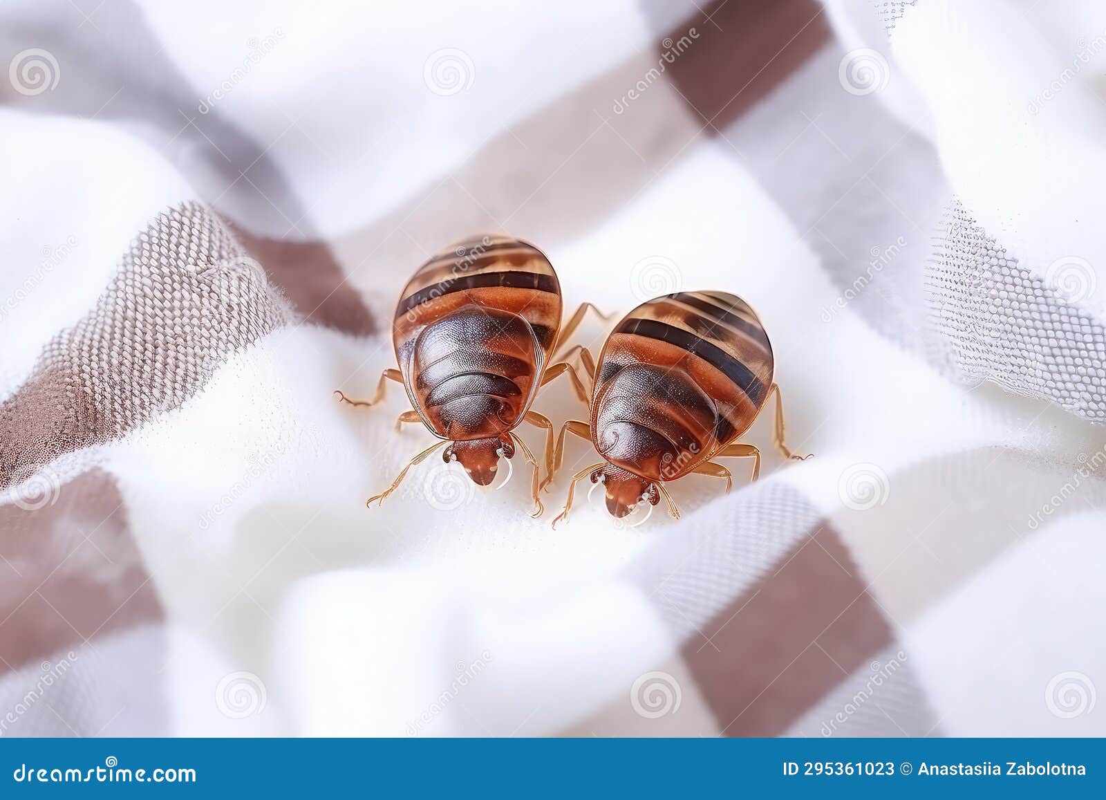 Macro Shot of Bed Bugs on White Cloth Stock Illustration - Illustration ...