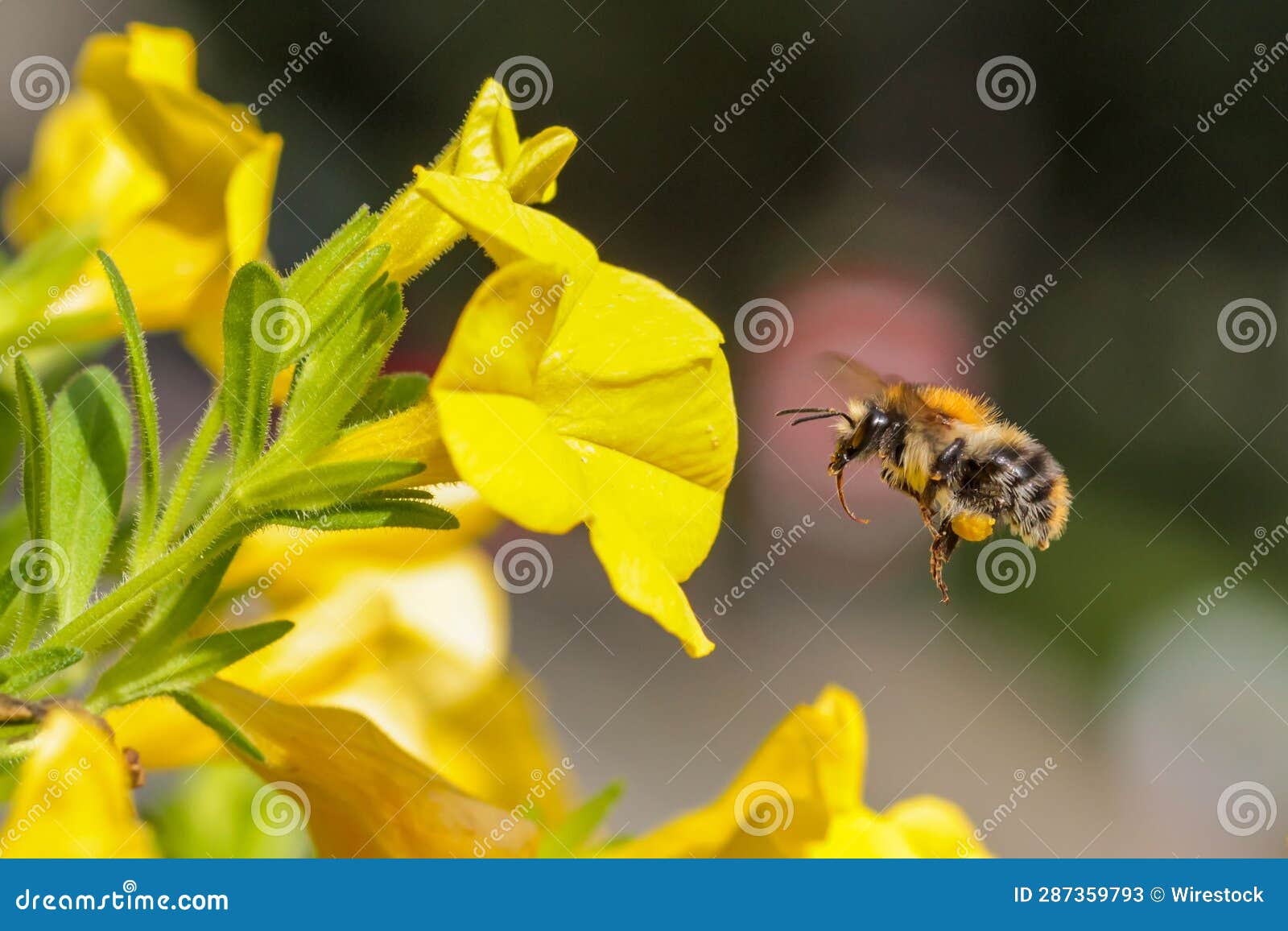 Macro Shot of a Bee Hovers Above a Yellow Flower Stock Image - Image of ...