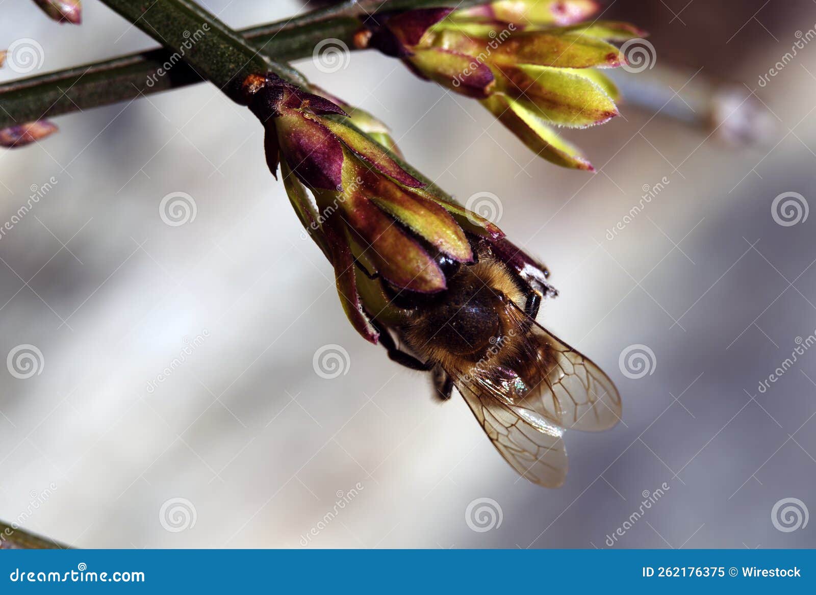 Macro Shot of a Bee Pollinating a Winter Jasmine Stock Image - Image of ...
