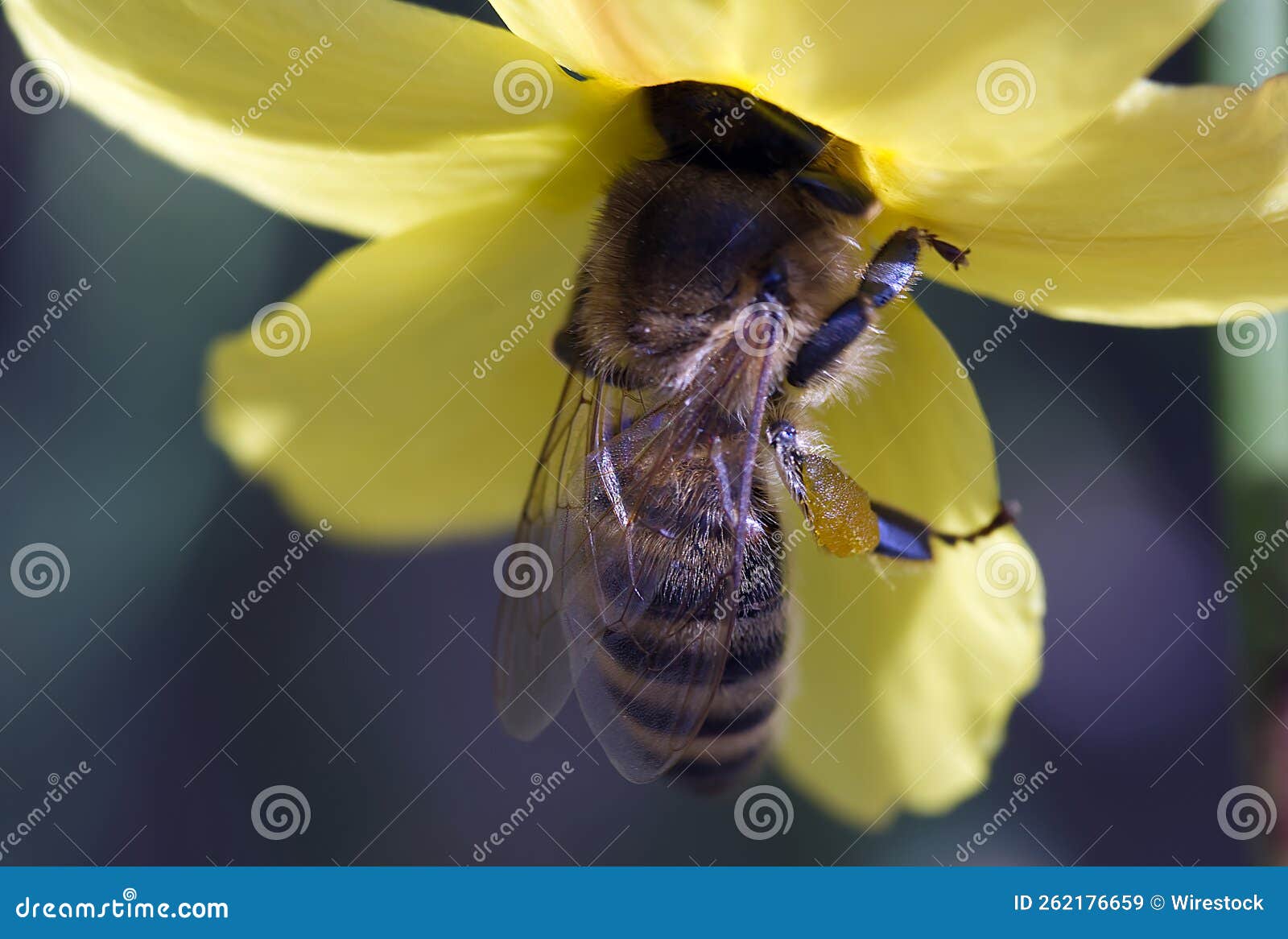 Macro Shot of a Bee Pollinating a Winter Jasmine Stock Image - Image of ...