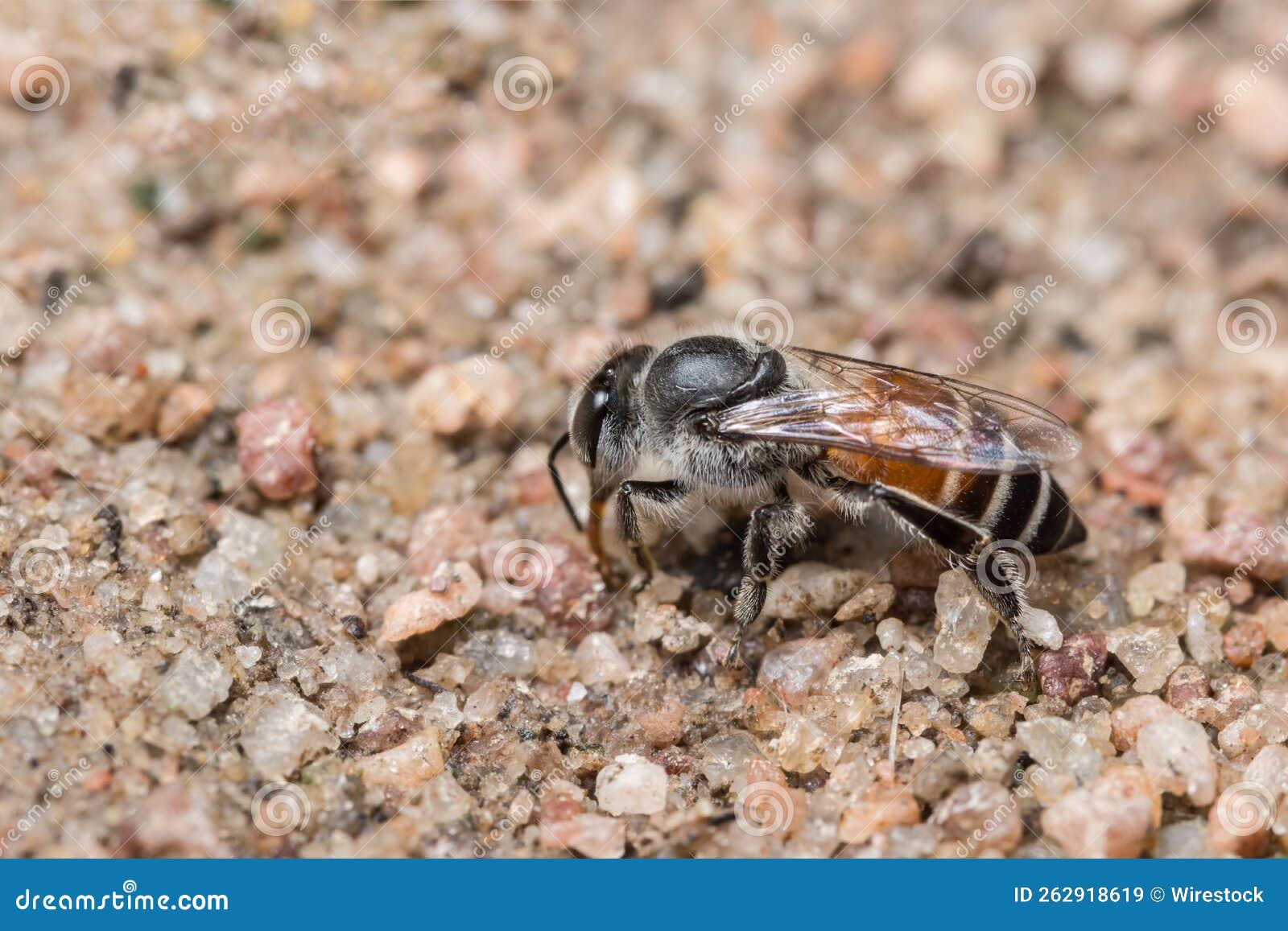 Macro Shot of a Bee Standing on the Ground Stock Image - Image of ...