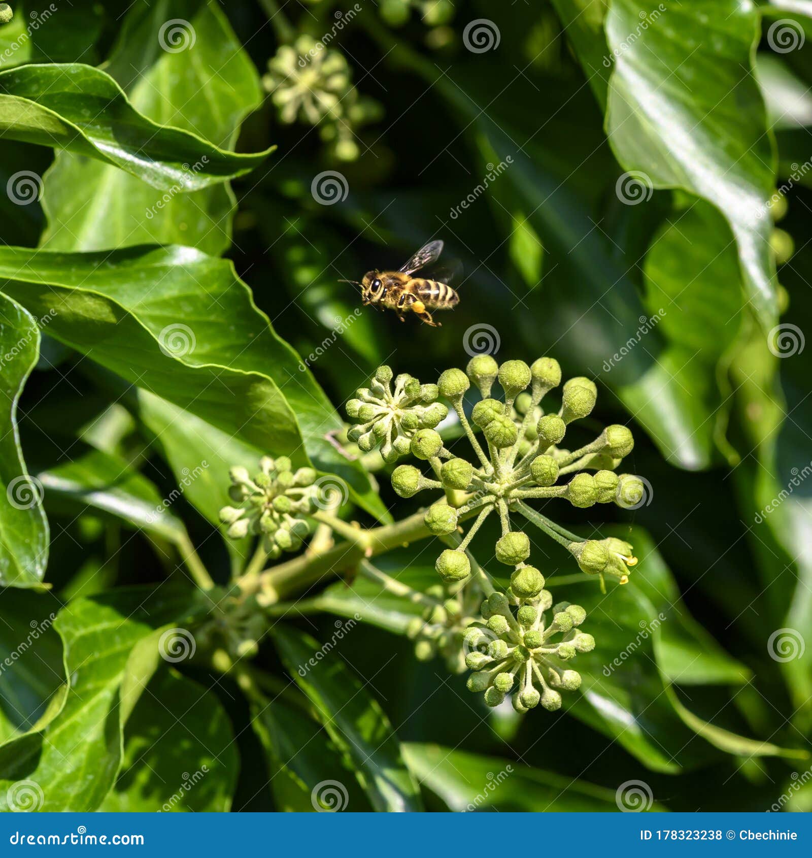 A Bee, Which is Approaching the Flowers of an Ivy Stock Photo - Image ...