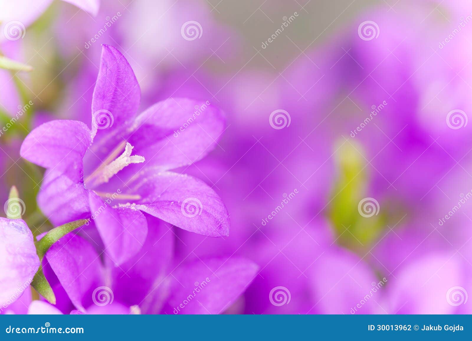 Bell blossom stock photo. Image of blooming, freshness - 30013962
