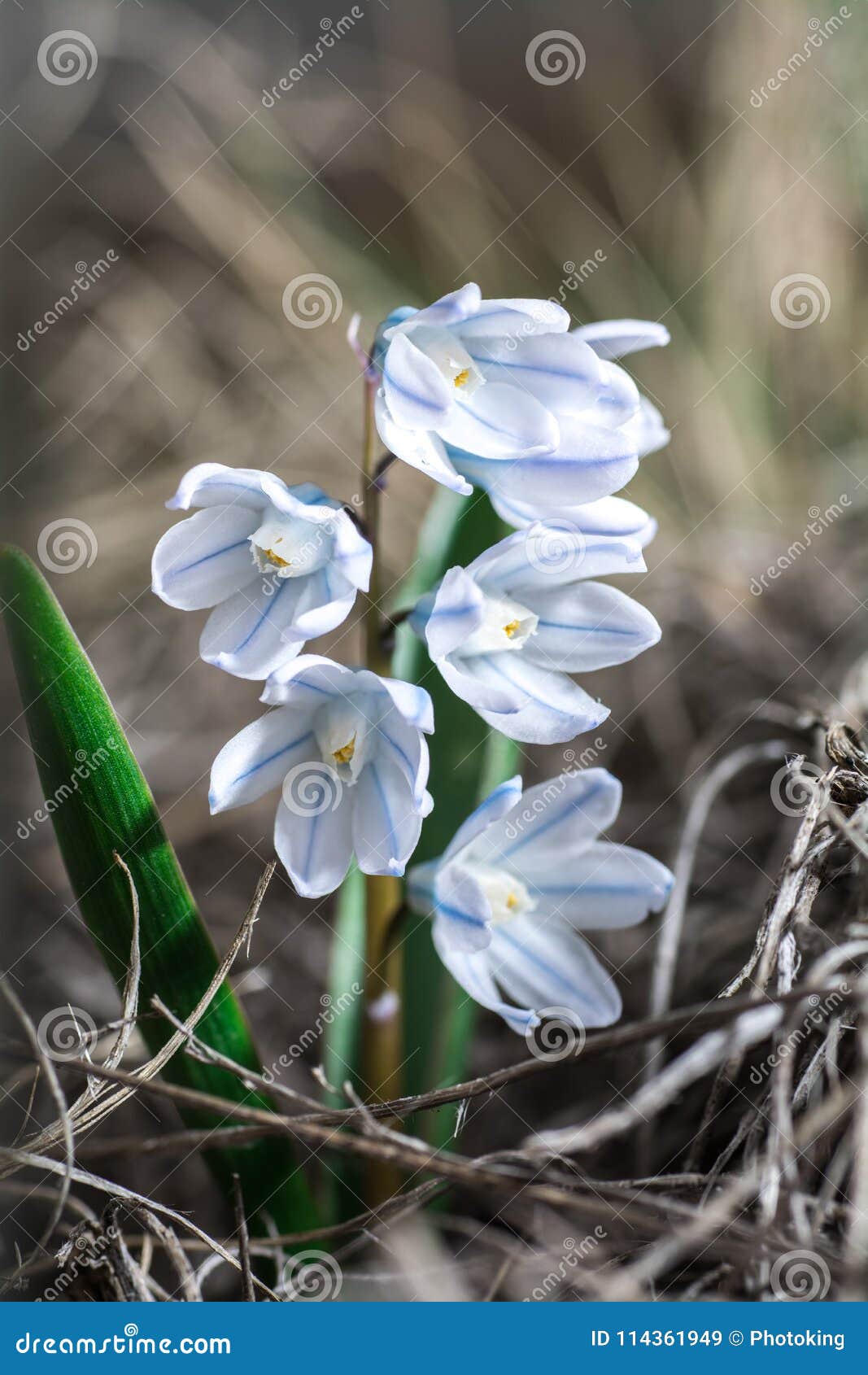 Bell spring flower stock image. Image of floral, garden - 114361949