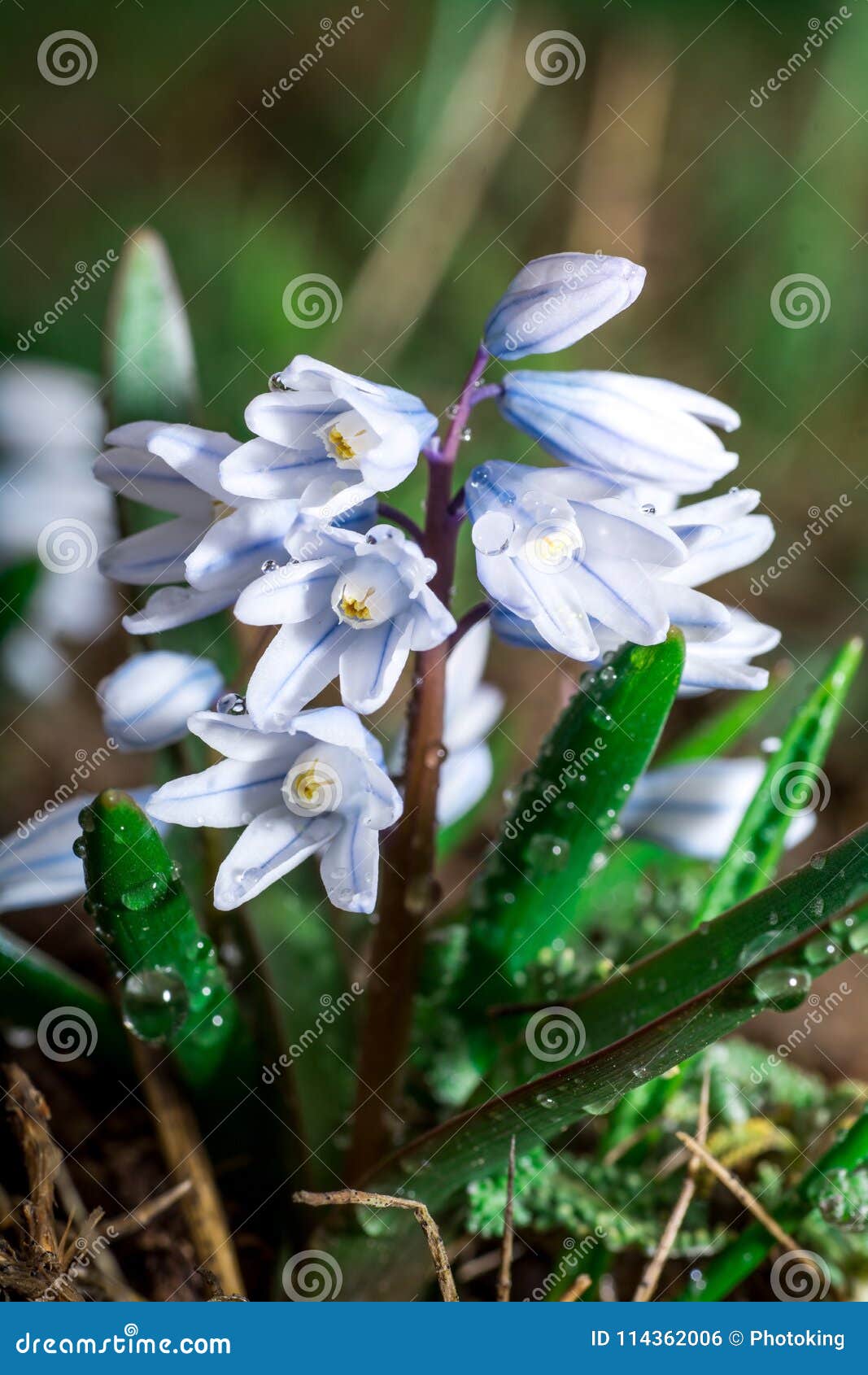 Bell spring flower stock photo. Image of grass, blue - 114362006