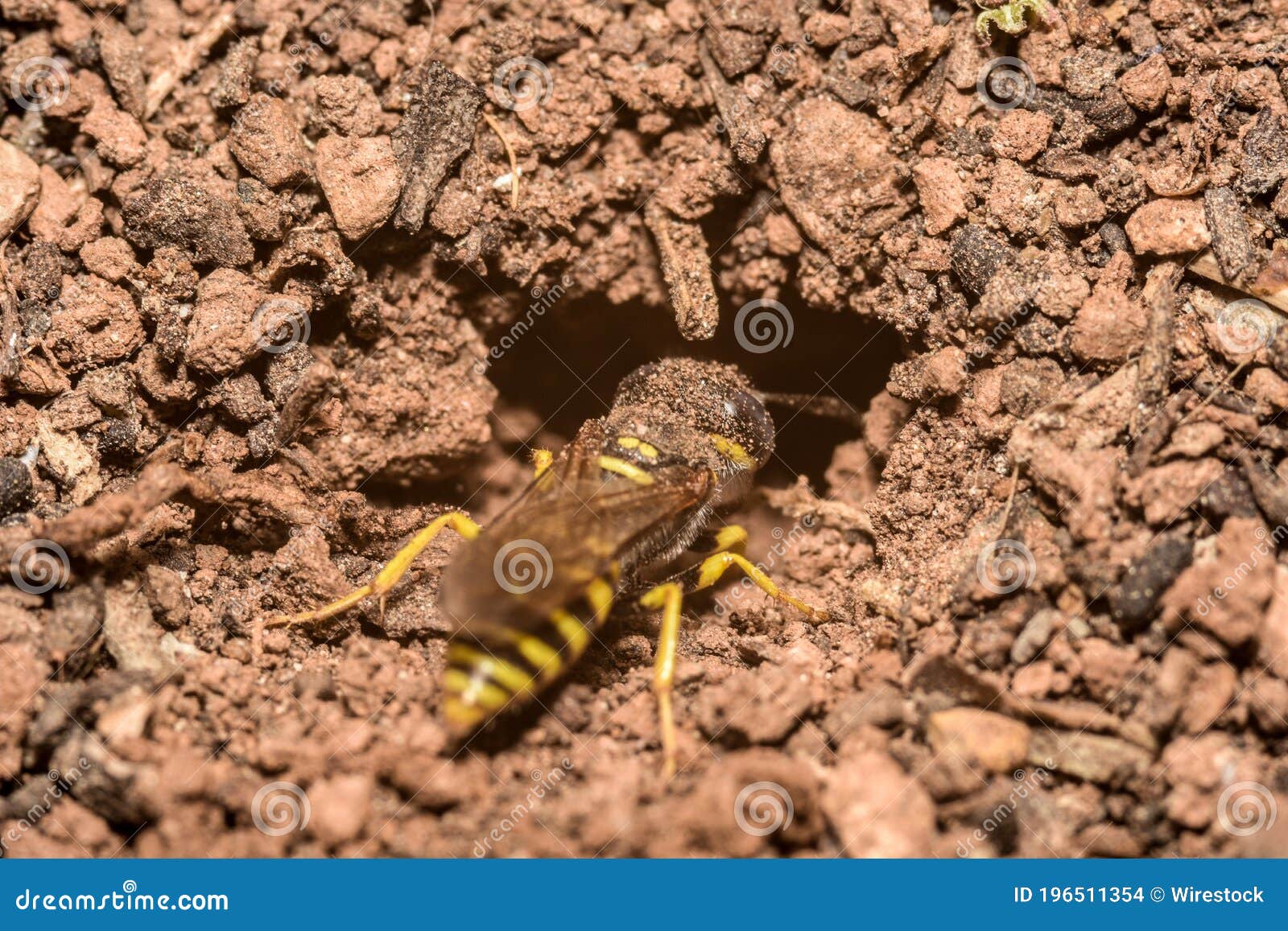 Macro Shot of a Bembix Wasp on the Soil Stock Photo - Image of insects ...