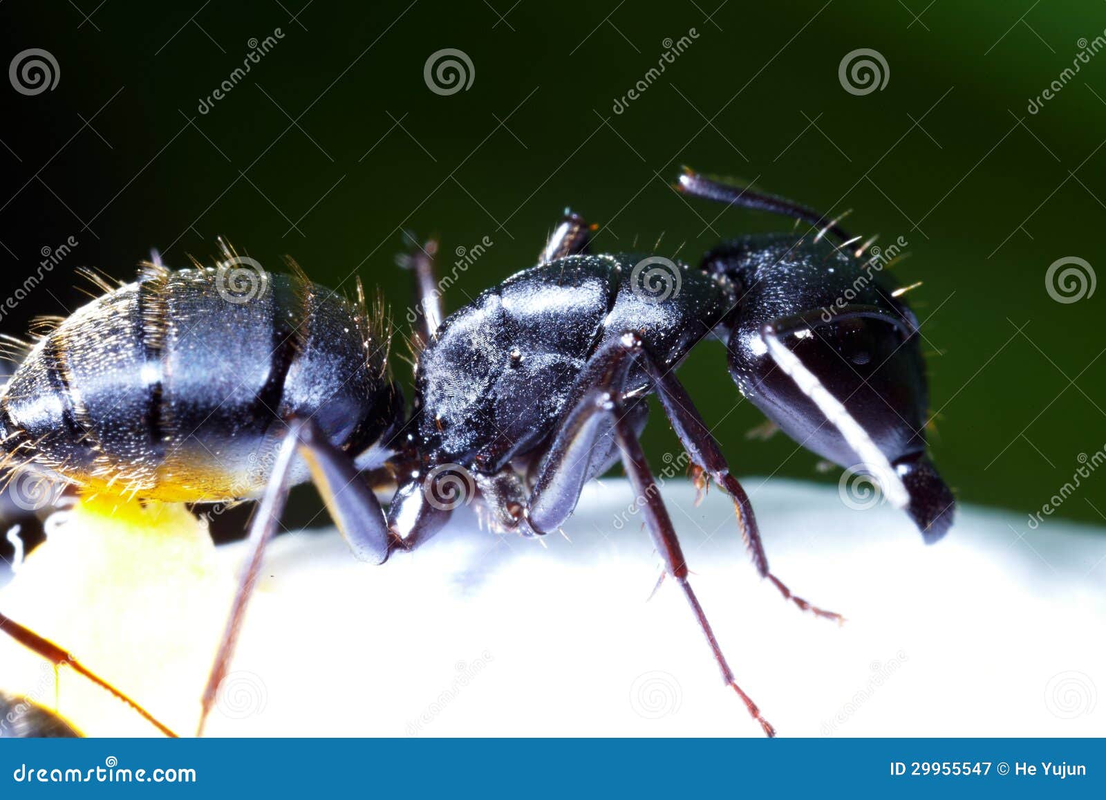 Ant macro stock image. Image of ants, closeup, extreme - 29955547