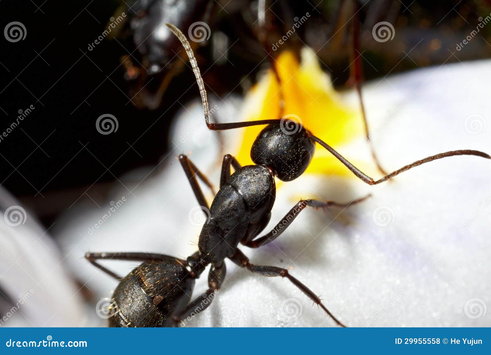 Ant macro stock photo. Image of boss, flower, animals - 29955558