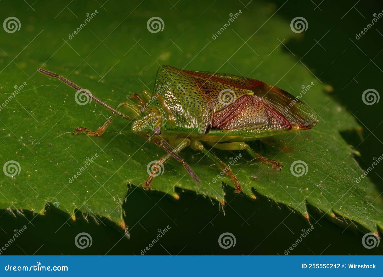Macro Shot of Birch Shieldbug (elasmostethus Interstinctus) on Green ...