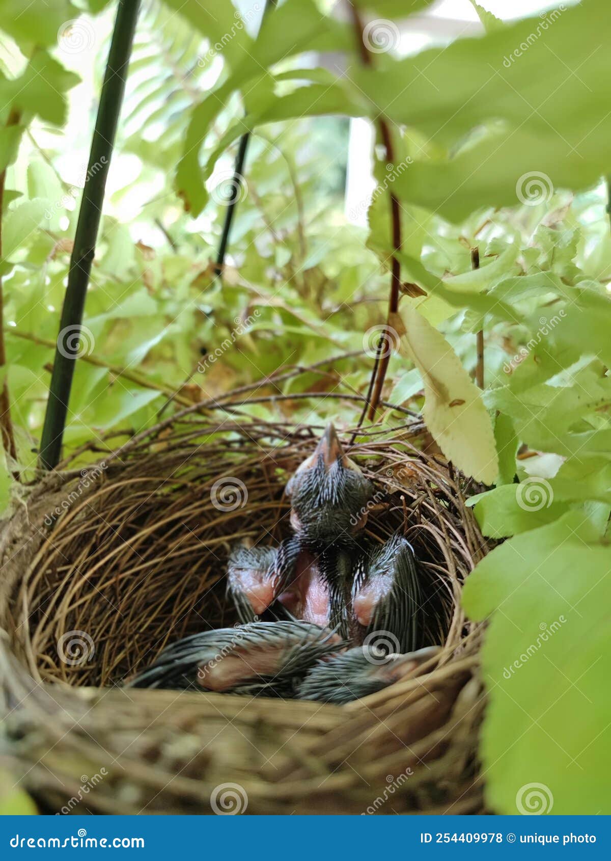 Macro shot of Birds stock photo. Image of flower, beak - 254409978