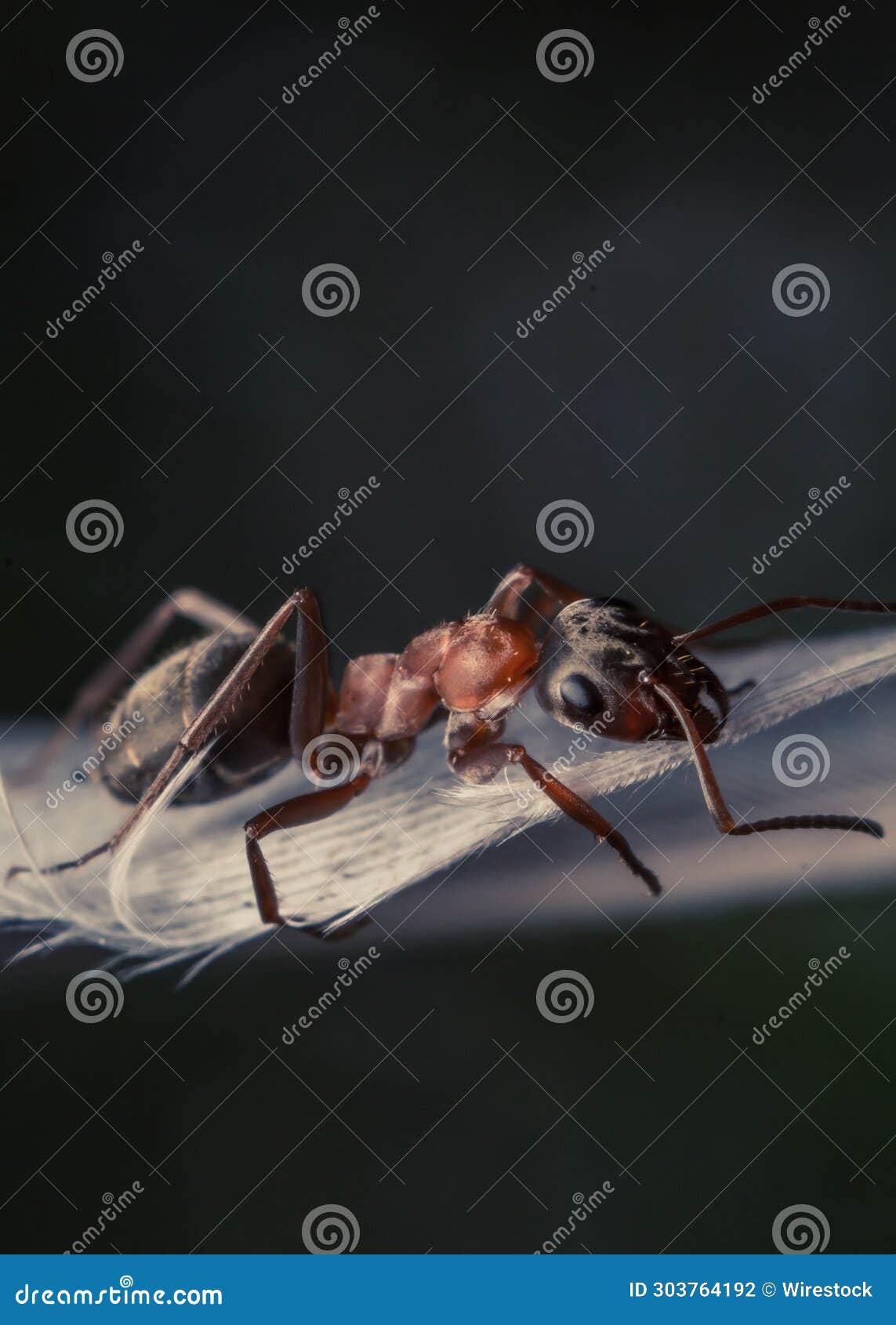 Macro Shot of a Black Ant on a Fuzzy Leaf Surface, with the Small ...