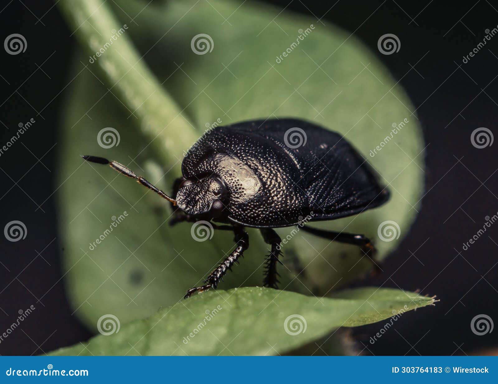 Macro Shot of a Black Sehirus Cinctus on a Green Plant Stock Image ...